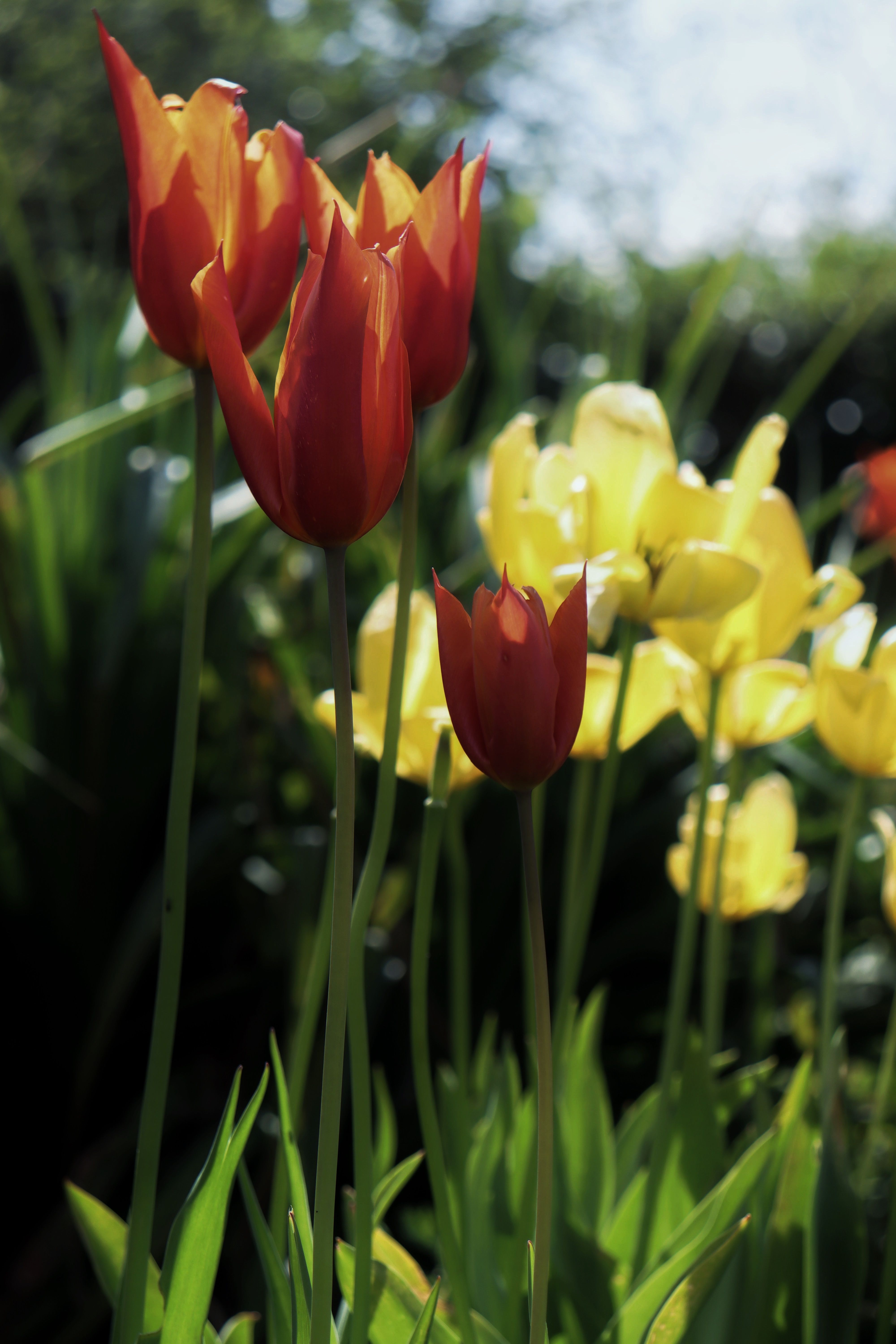 Tulips Blooming in Summer Field · Free Stock Photo