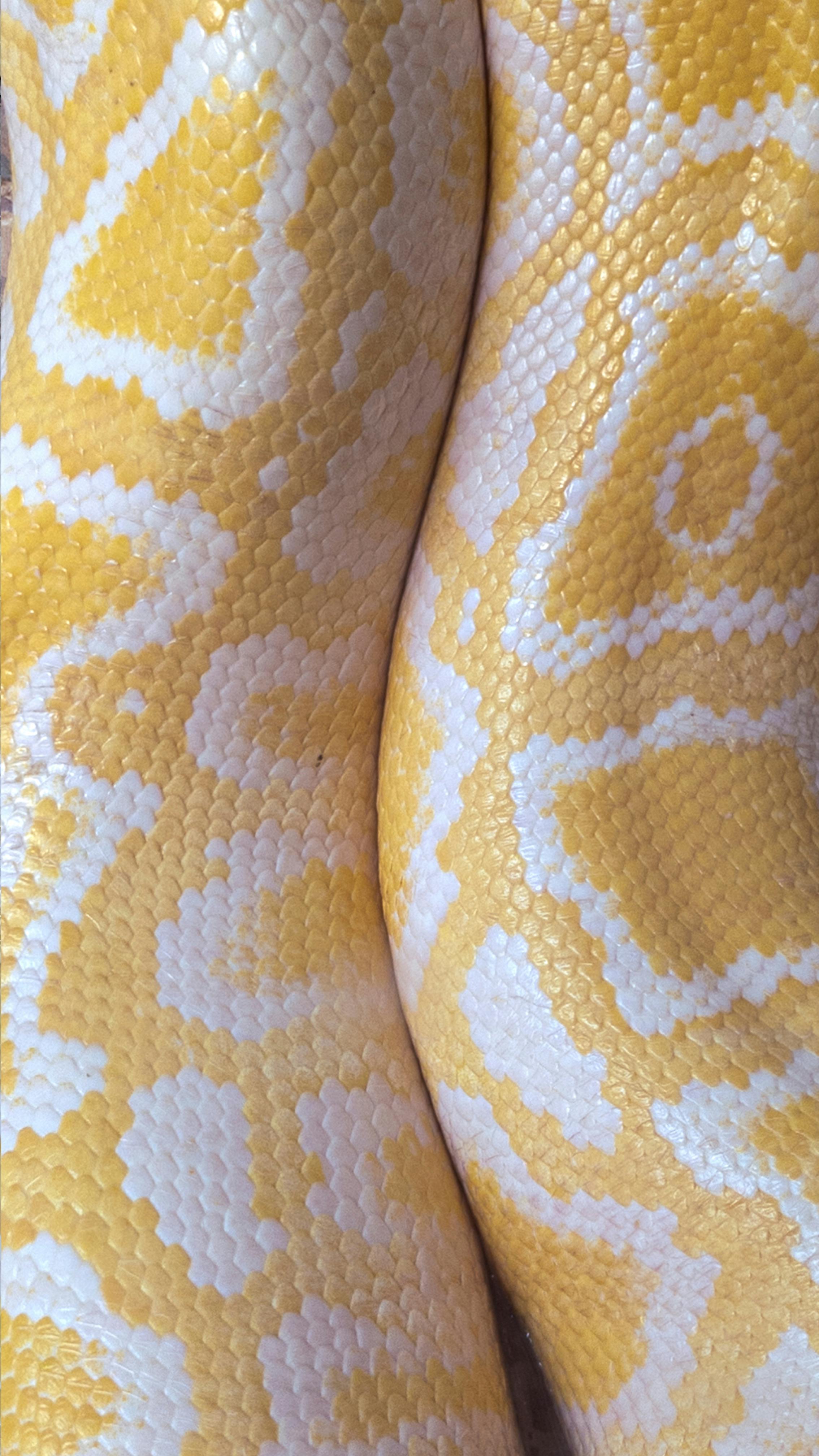 Close up of Snake Skin · Free Stock Photo