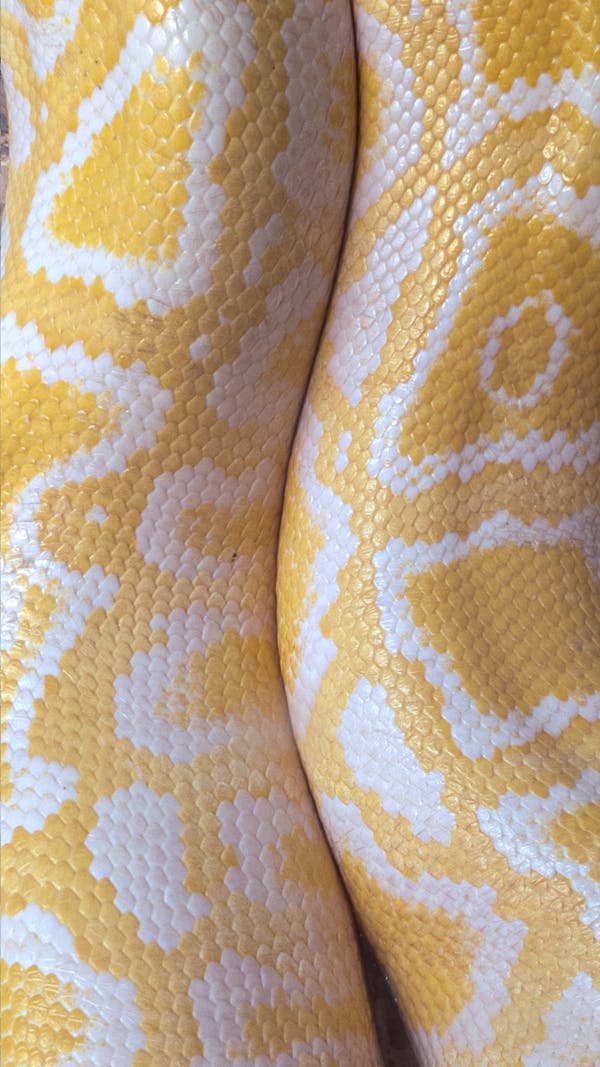 Snake Fangs Photos, Download The BEST Free Snake Fangs Stock Photos ...