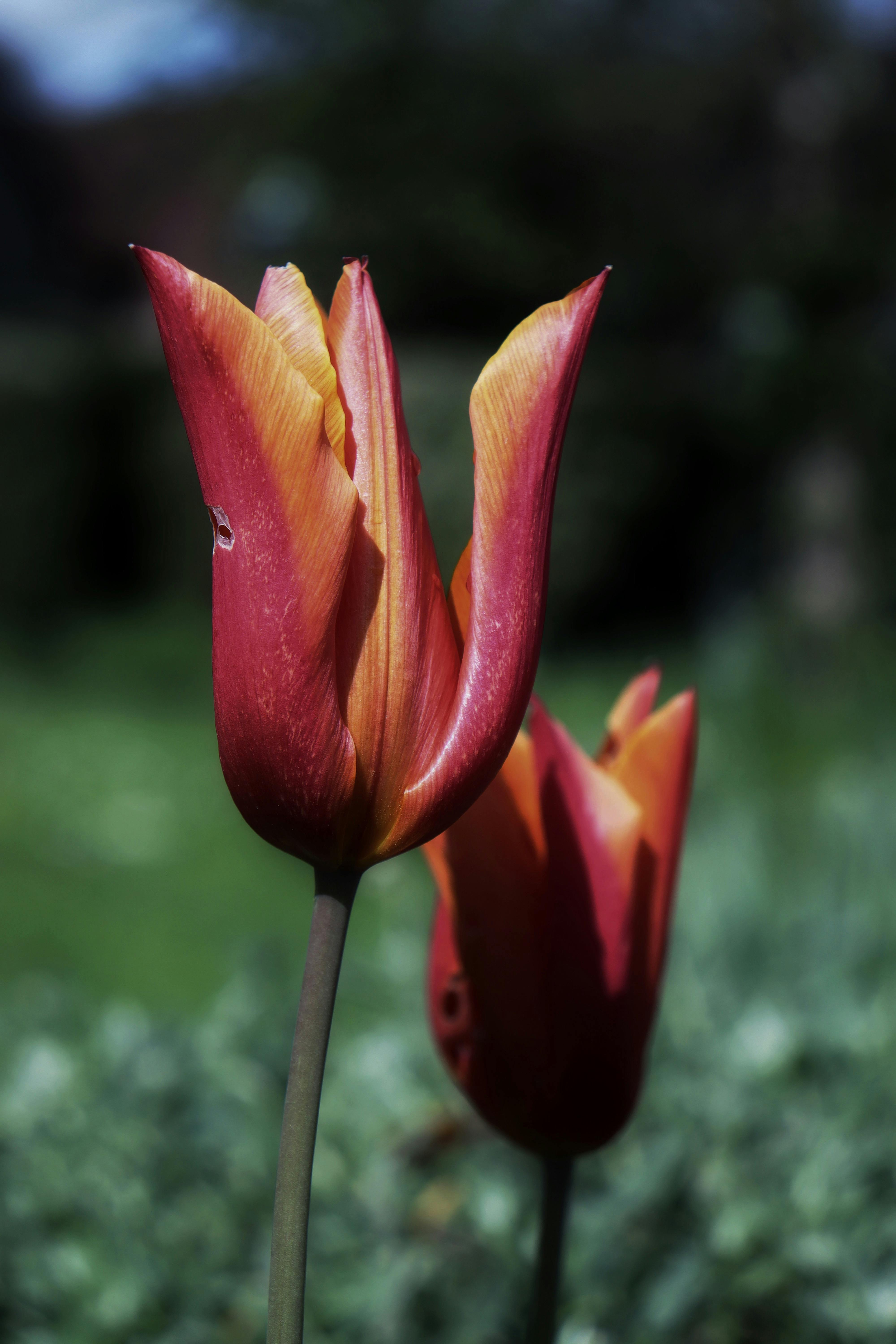 Two Budding Tulips · Free Stock Photo