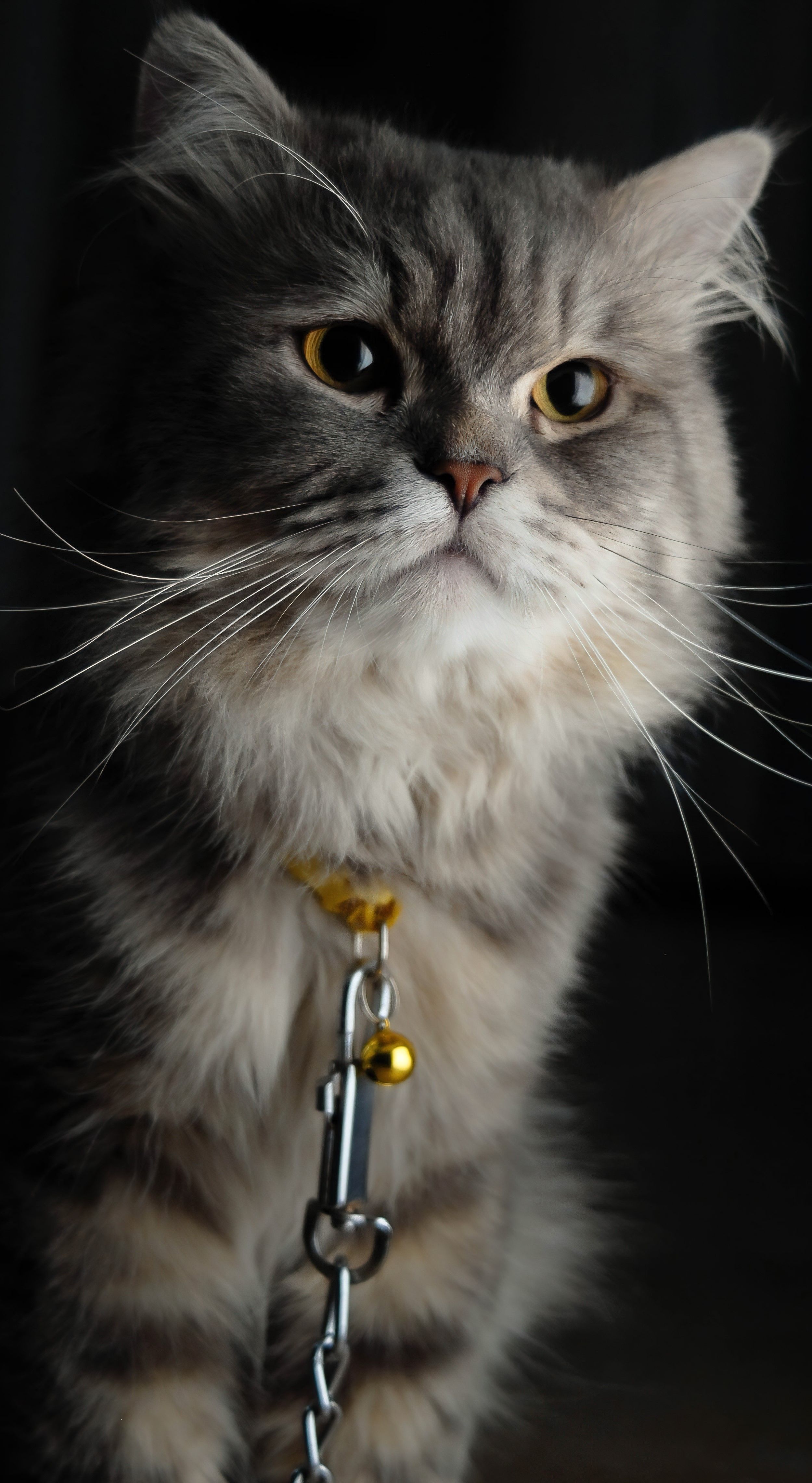 Cute Iages Photos, Download The BEST Free Cute Iages Stock Photos & HD ...