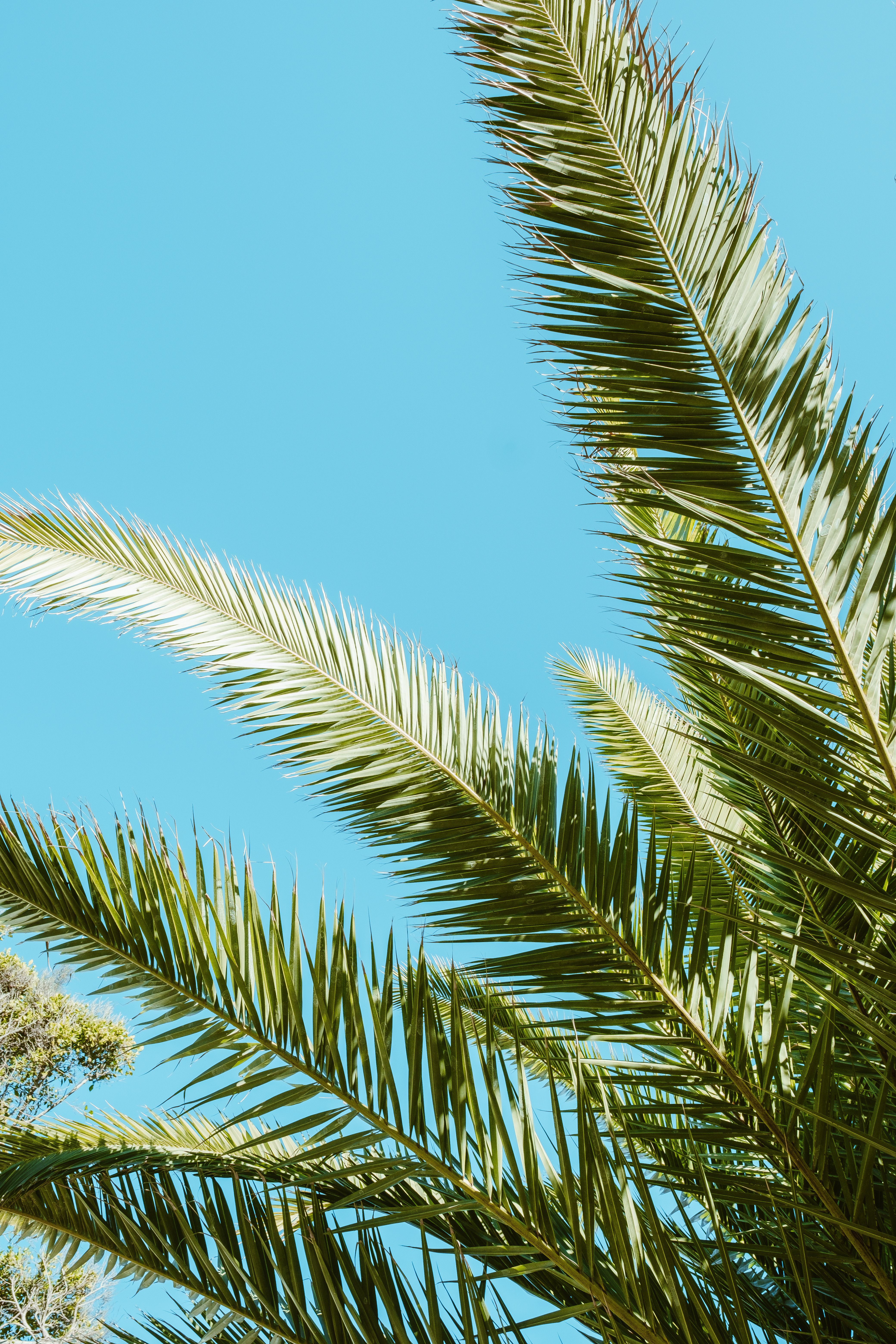 Palm Tree Decal Photos, Download The BEST Free Palm Tree Decal Stock ...
