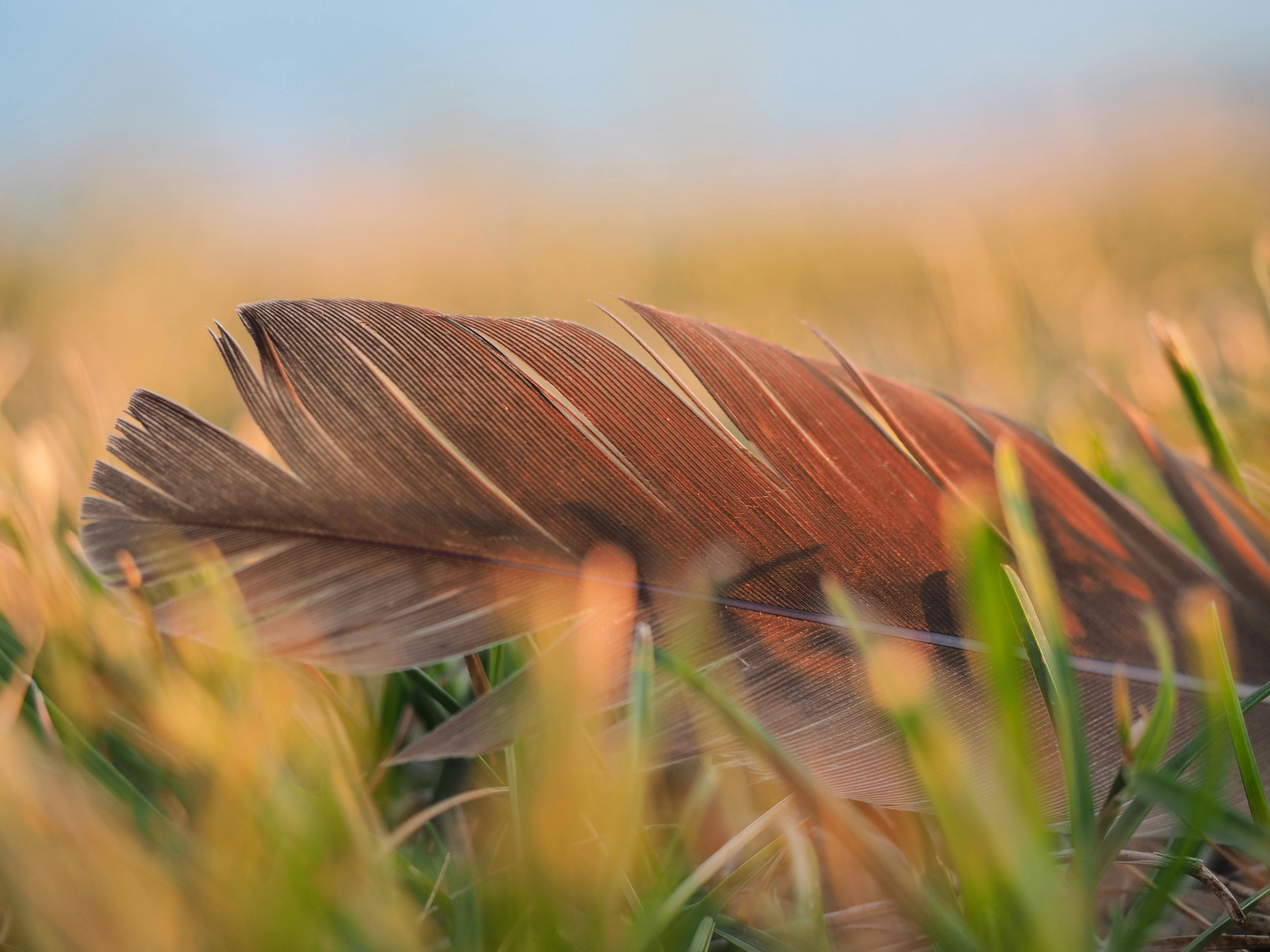 A Colorful Feather · Free Stock Photo