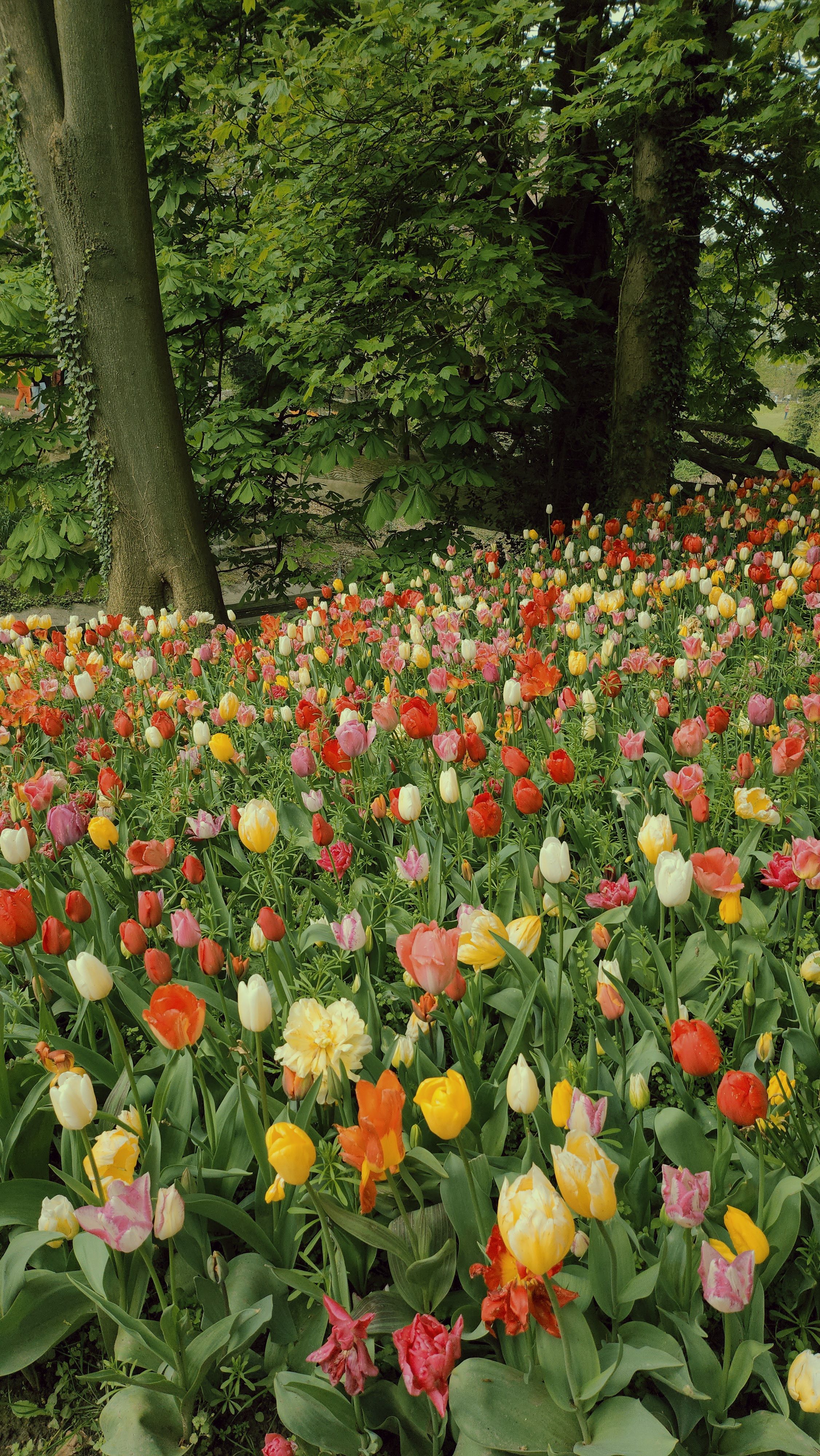 Colorful Tulips in Forest · Free Stock Photo