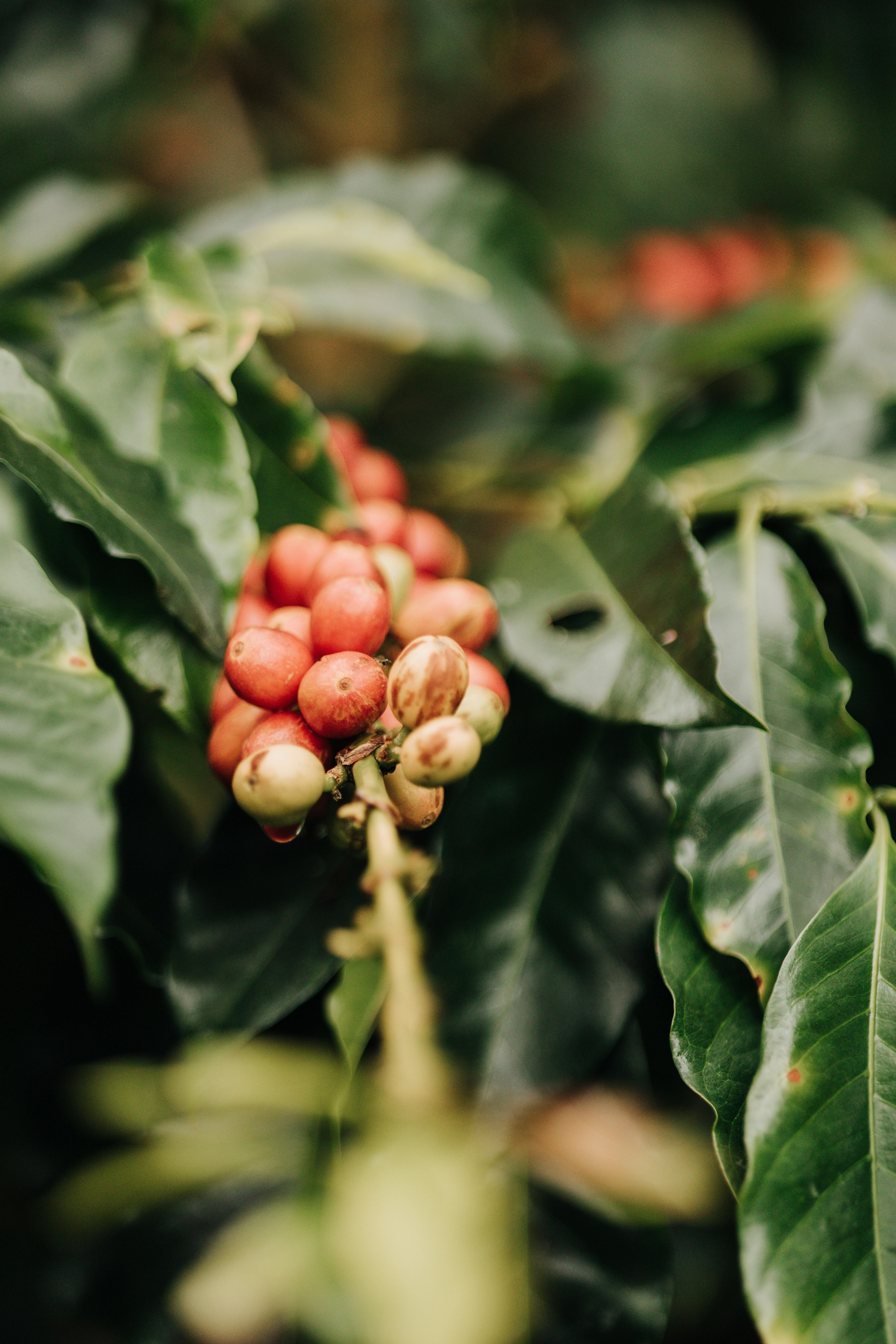 Close-up of Berries of Coffea Robusta · Free Stock Photo