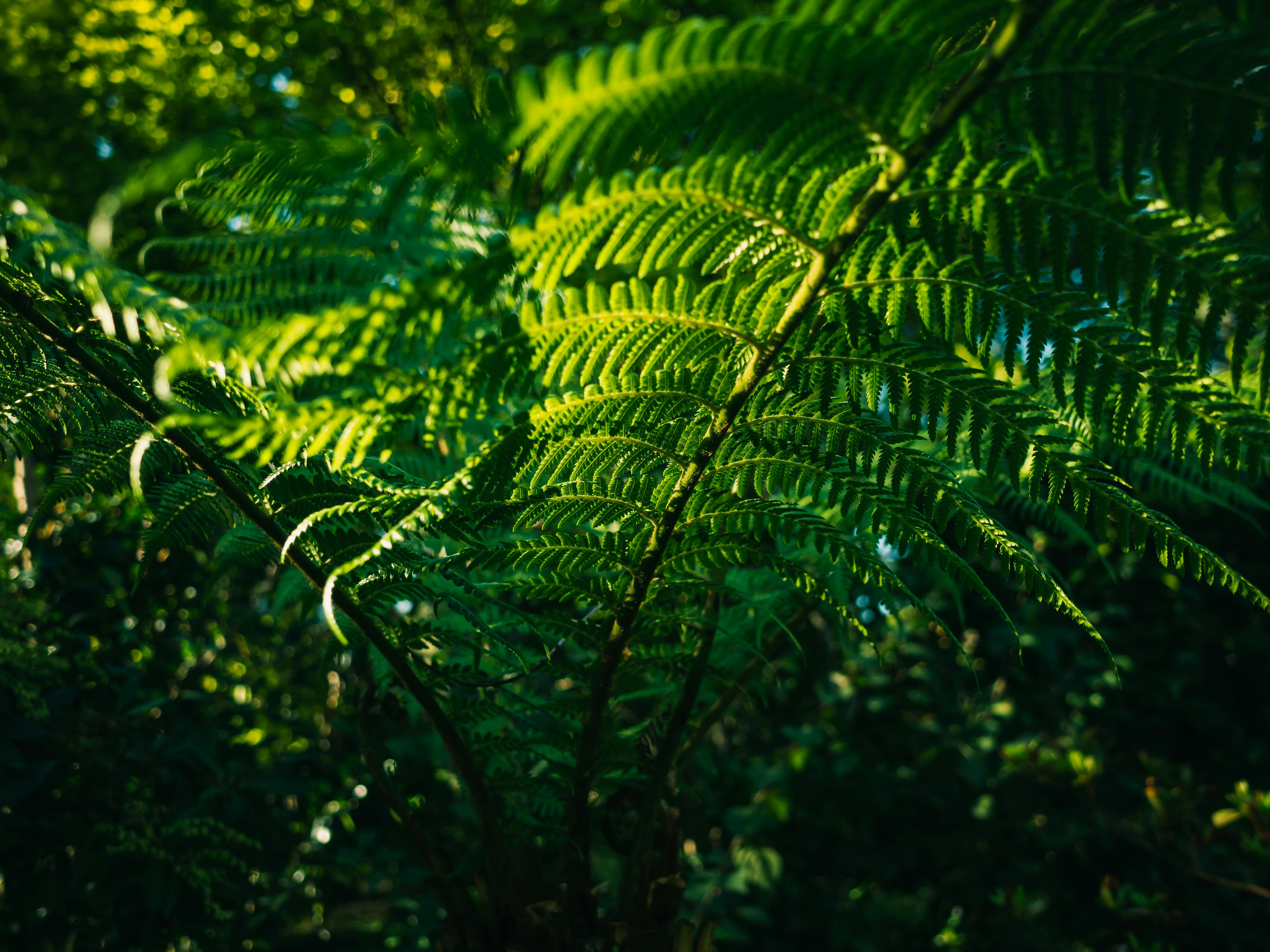 Close up of a Fern · Free Stock Photo