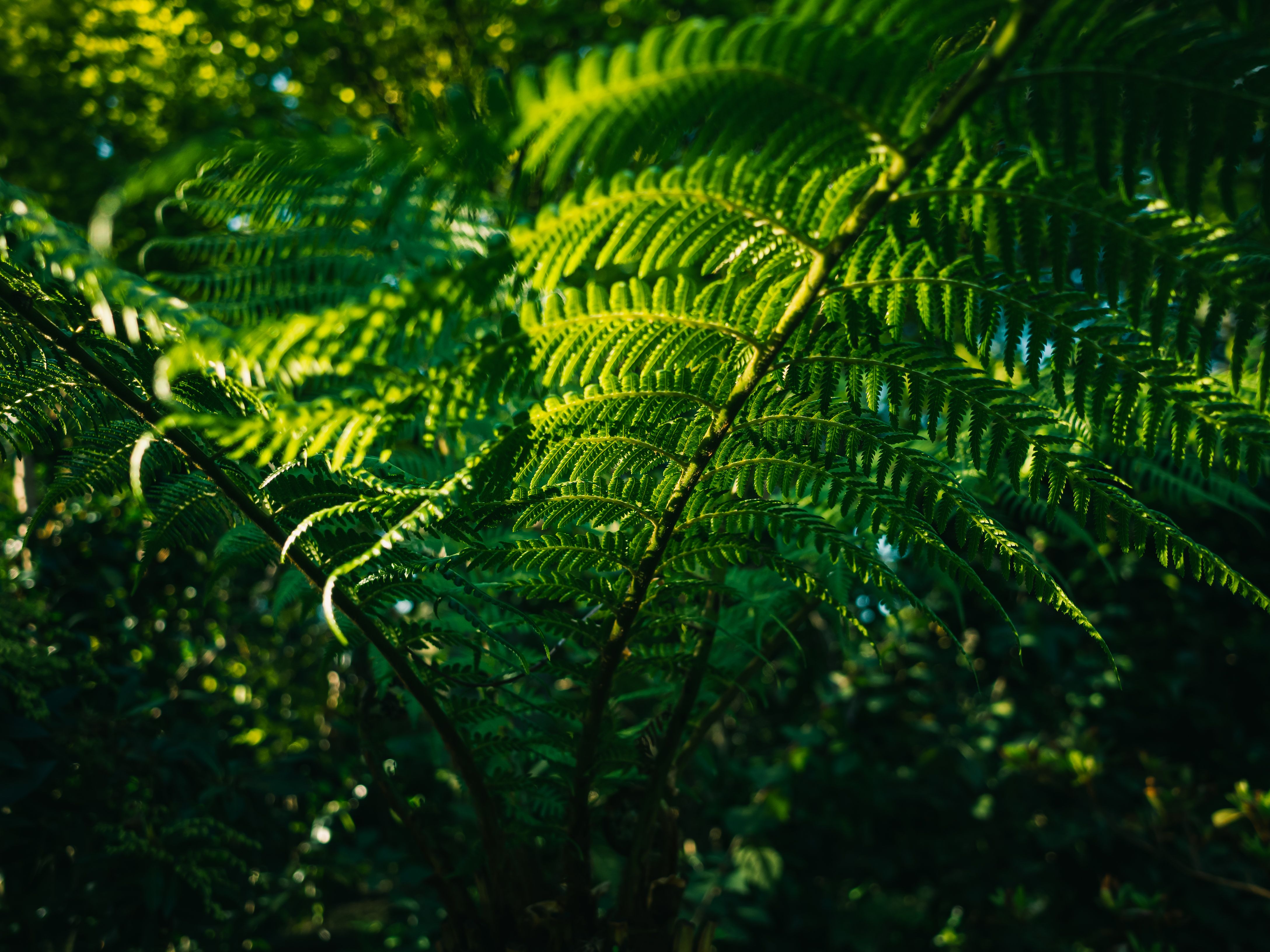 Close-Up Shot of Green · Free Stock Photo