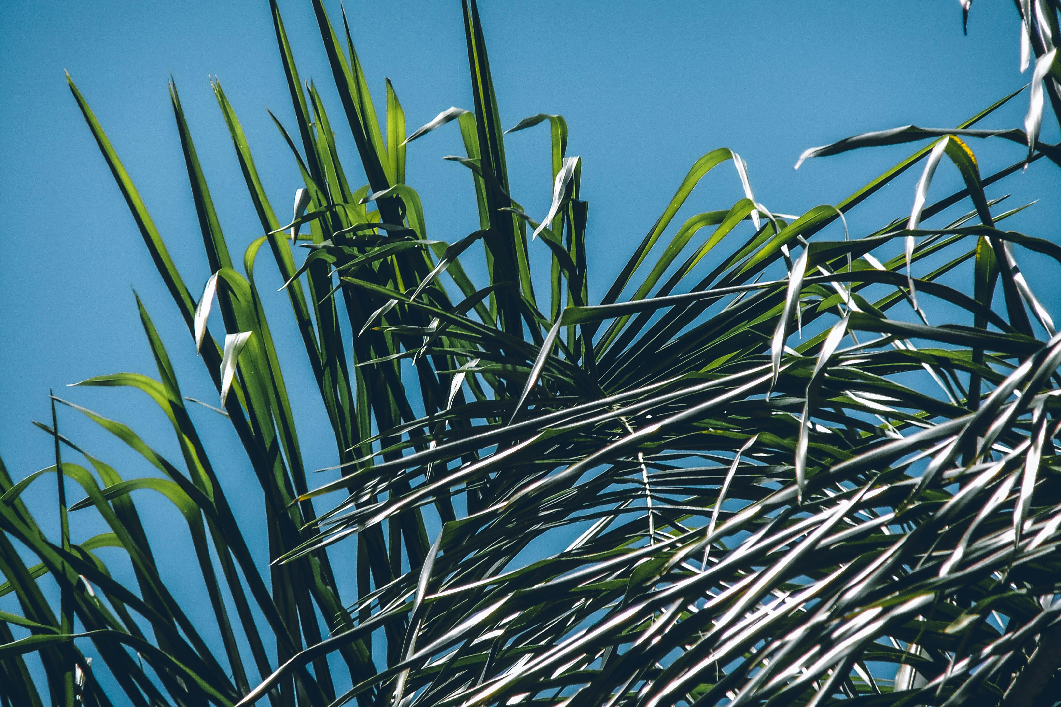 Planting A Tree Photos, Download The BEST Free Planting A Tree Stock ...