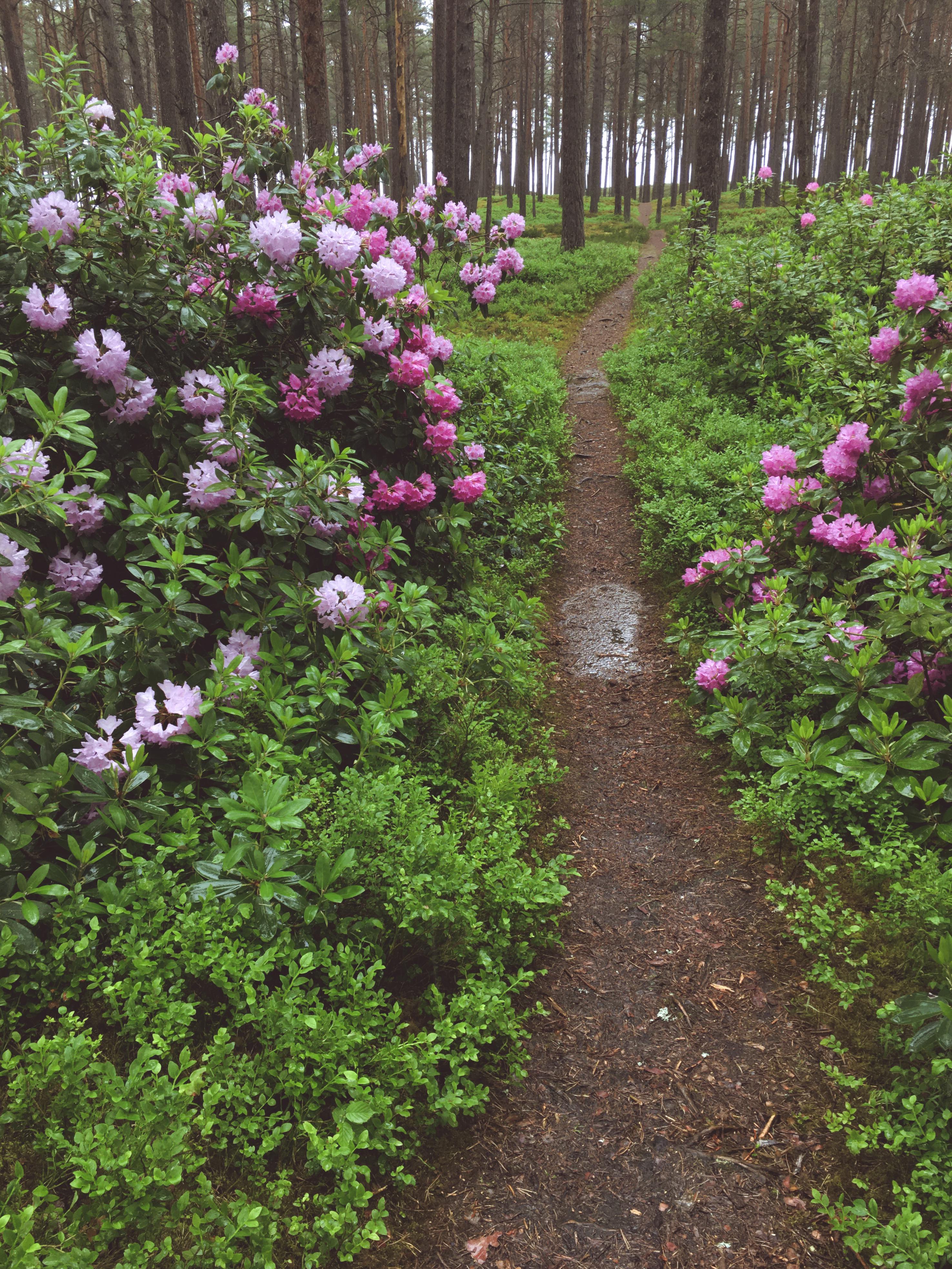 Bushes with Flowers in Forest · Free Stock Photo