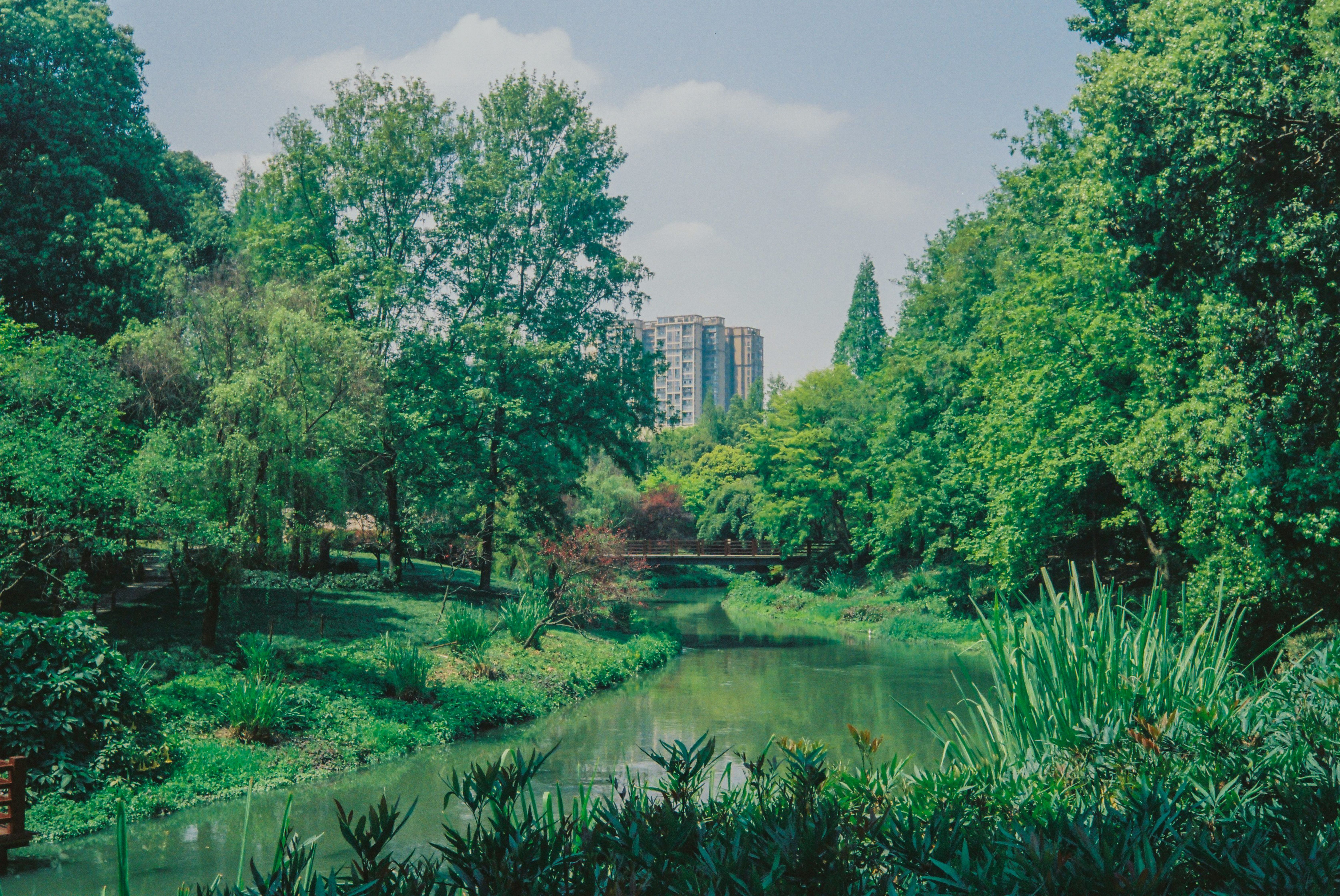 A Stream in a Park · Free Stock Photo