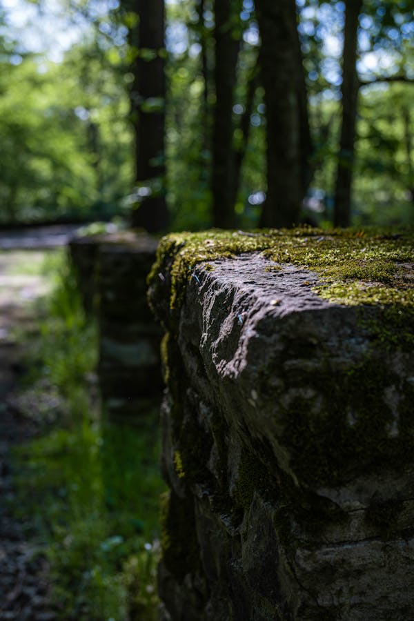 Mossy Rock Photos, Download The BEST Free Mossy Rock Stock Photos & HD ...