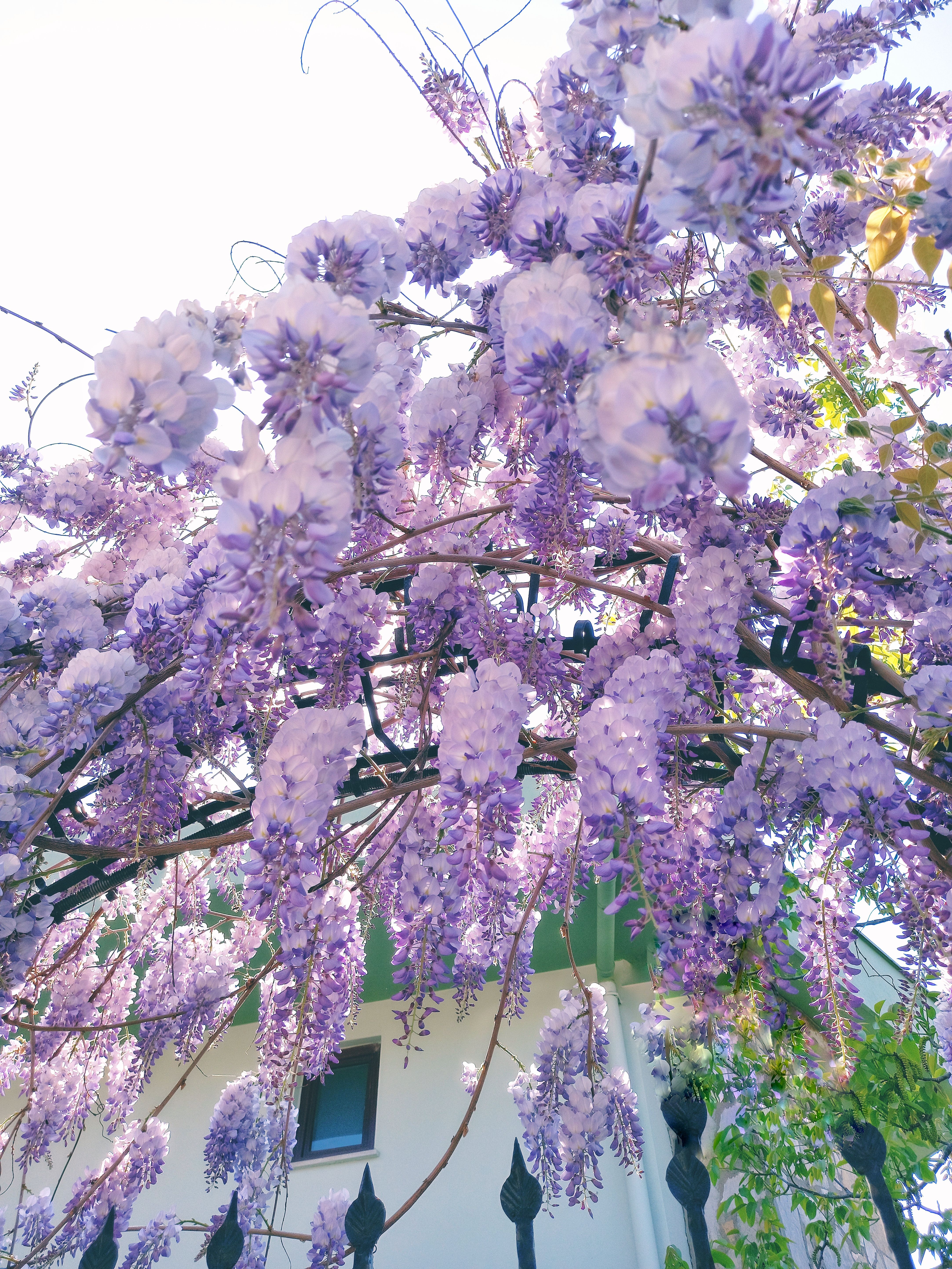Wisteria Tree Photos, Download The BEST Free Wisteria Tree Stock Photos ...