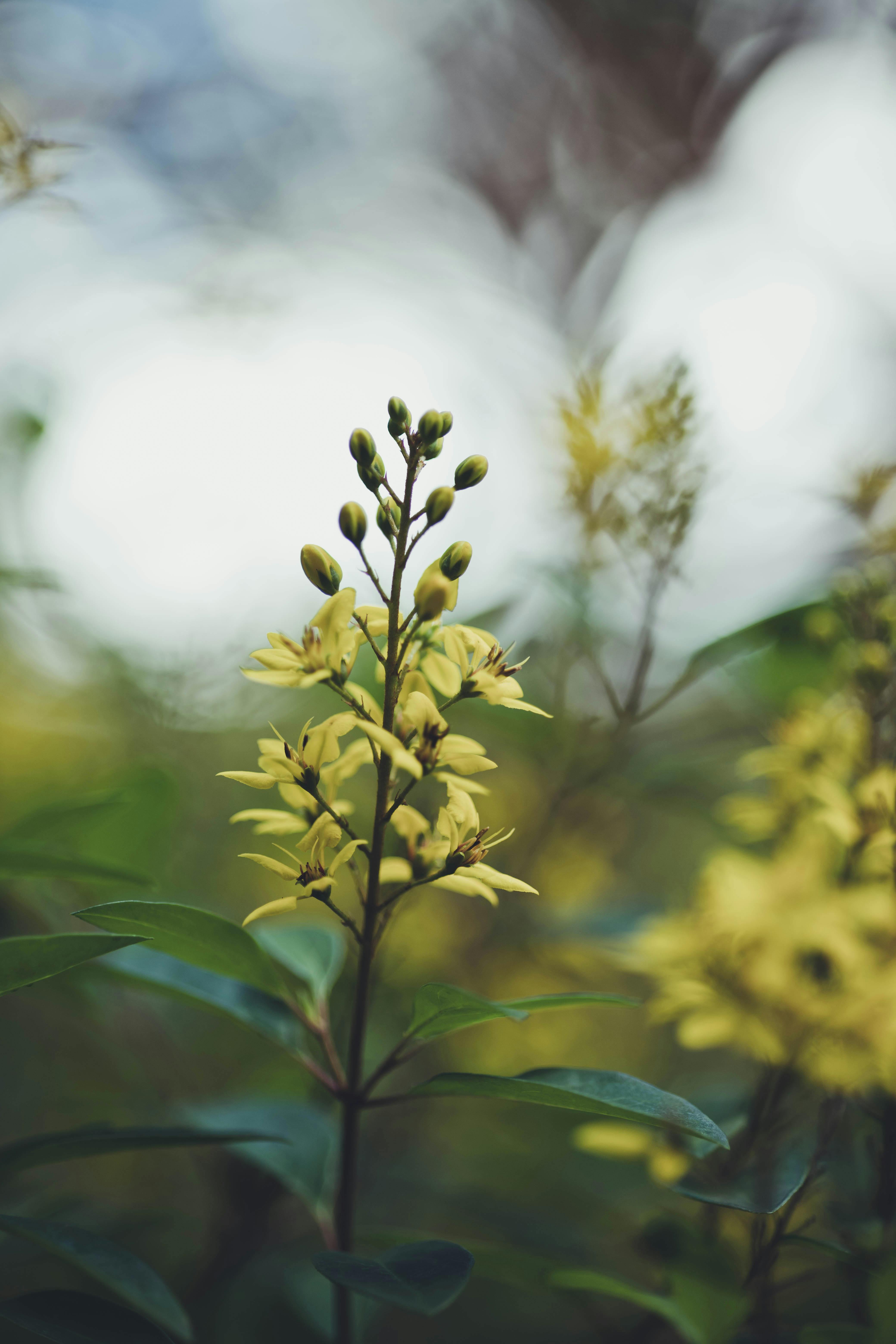 Ribbons Tied to a Plant · Free Stock Photo