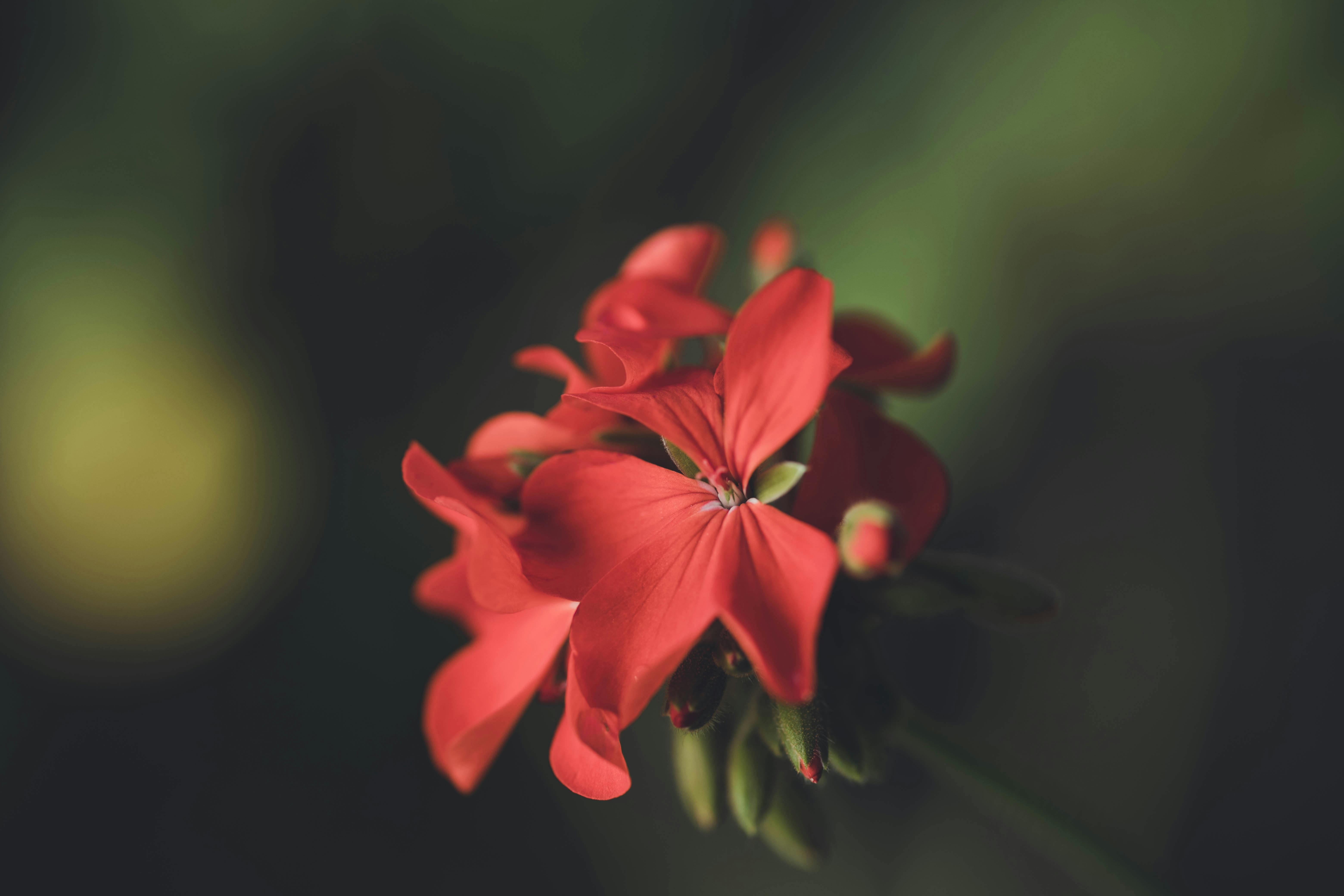 Beautiful Flower Blooming · Free Stock Photo