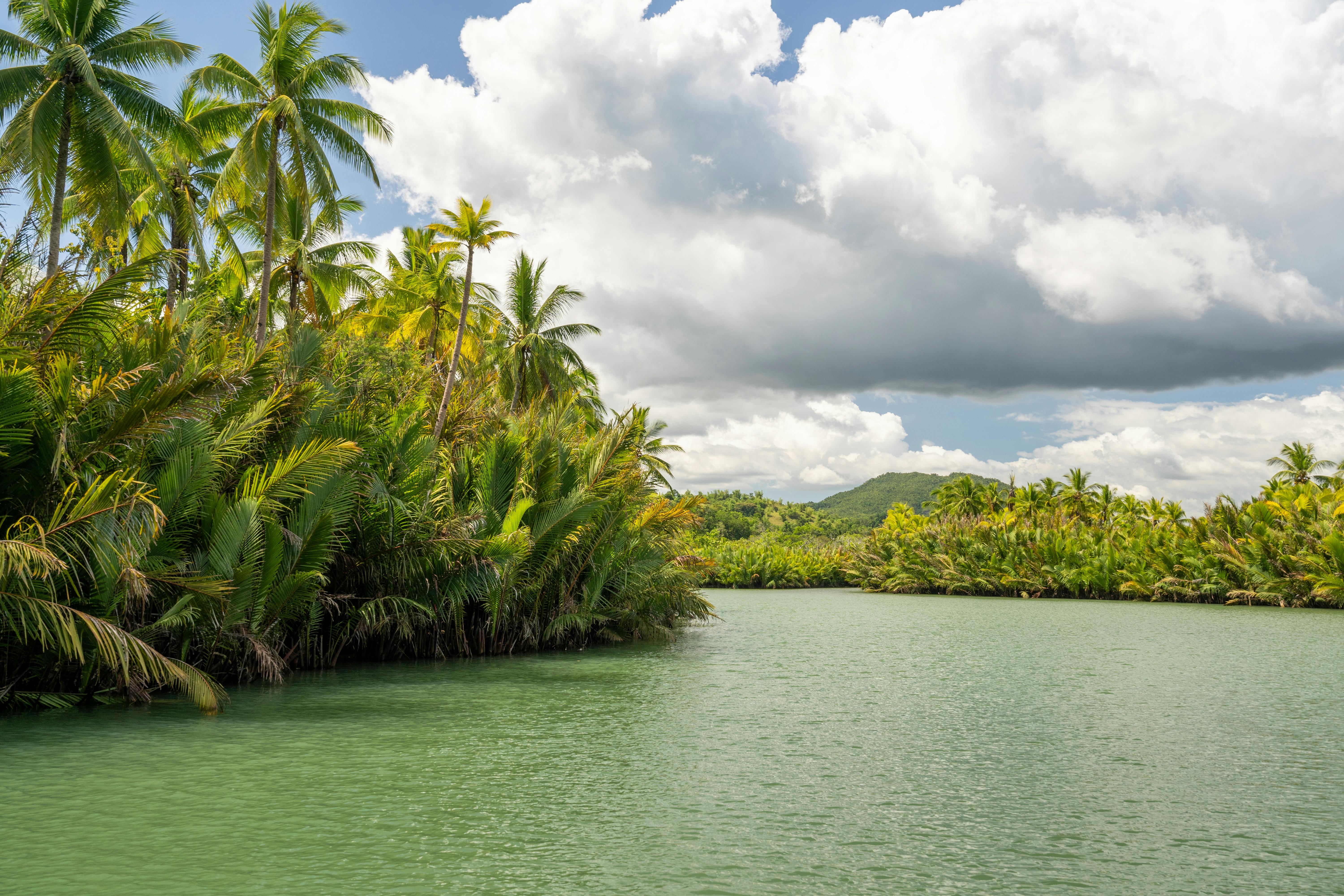 Exotic Lagoon in a Tropical Forest · Free Stock Photo