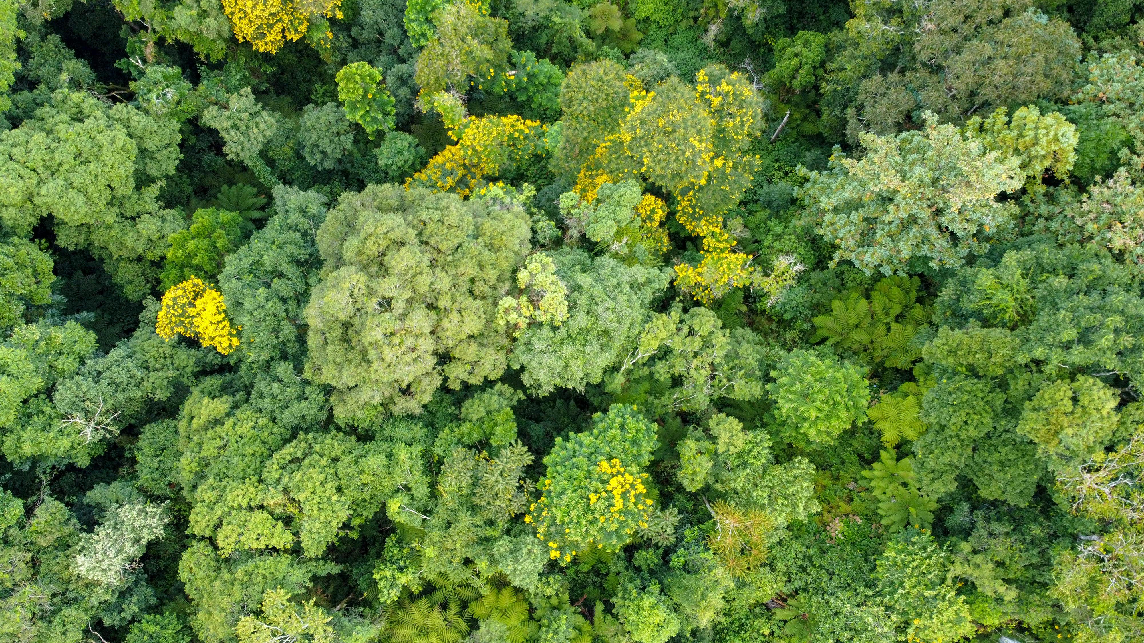 Forest Canopy Photos, Download The BEST Free Forest Canopy Stock Photos ...