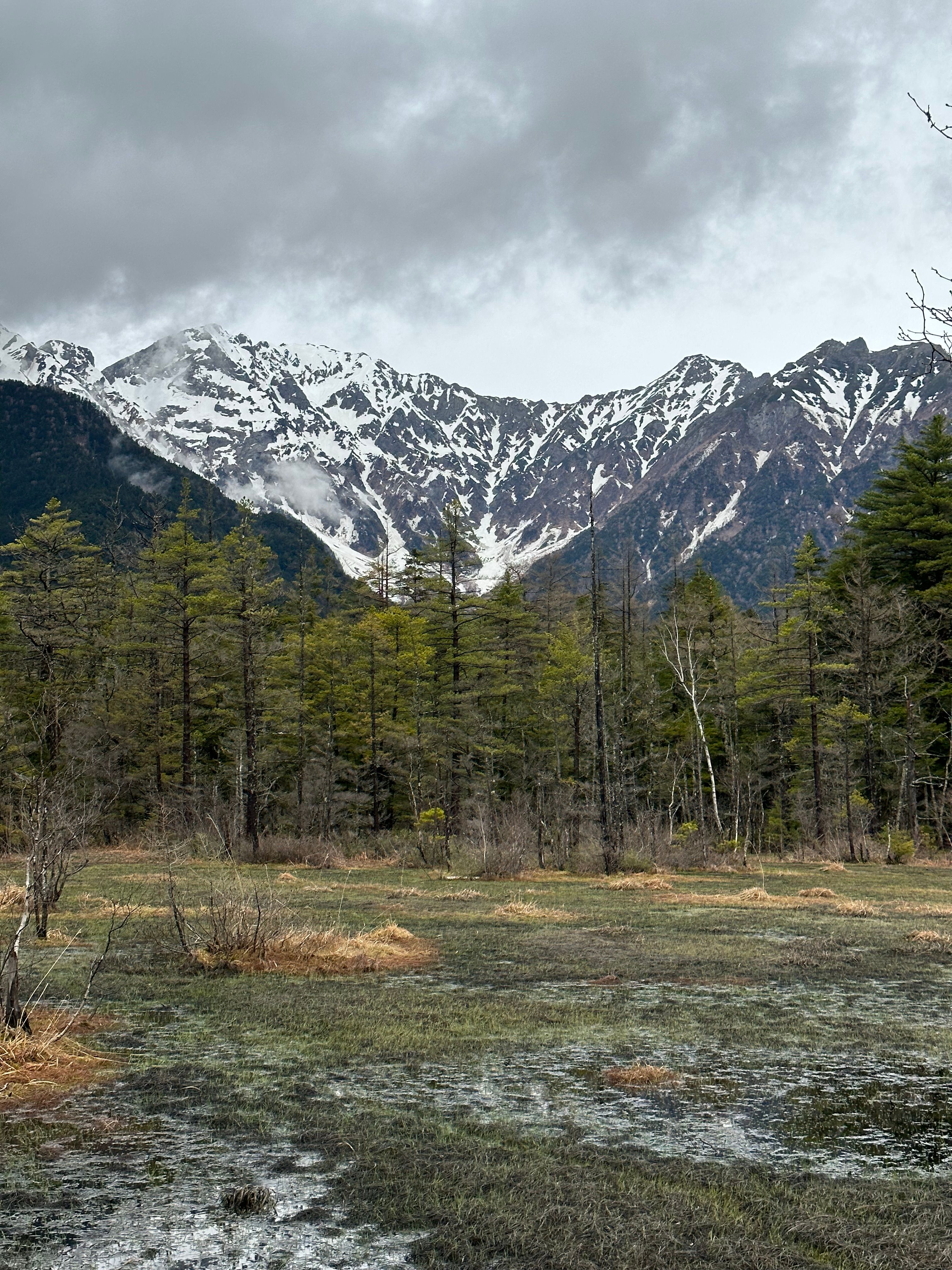 Plain Forest Photos, Download The BEST Free Plain Forest Stock Photos ...