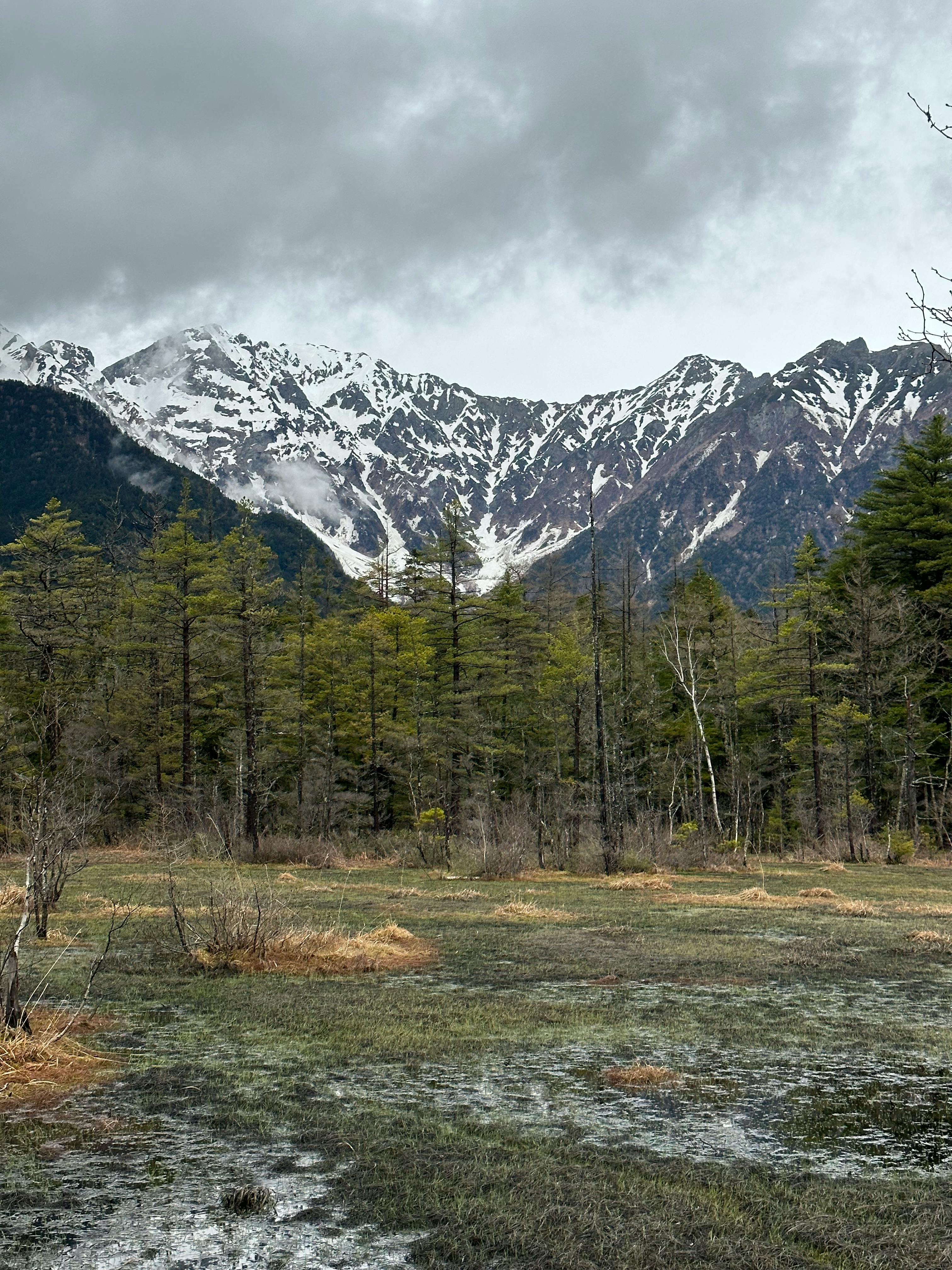 Plain Forest Photos, Download The BEST Free Plain Forest Stock Photos ...