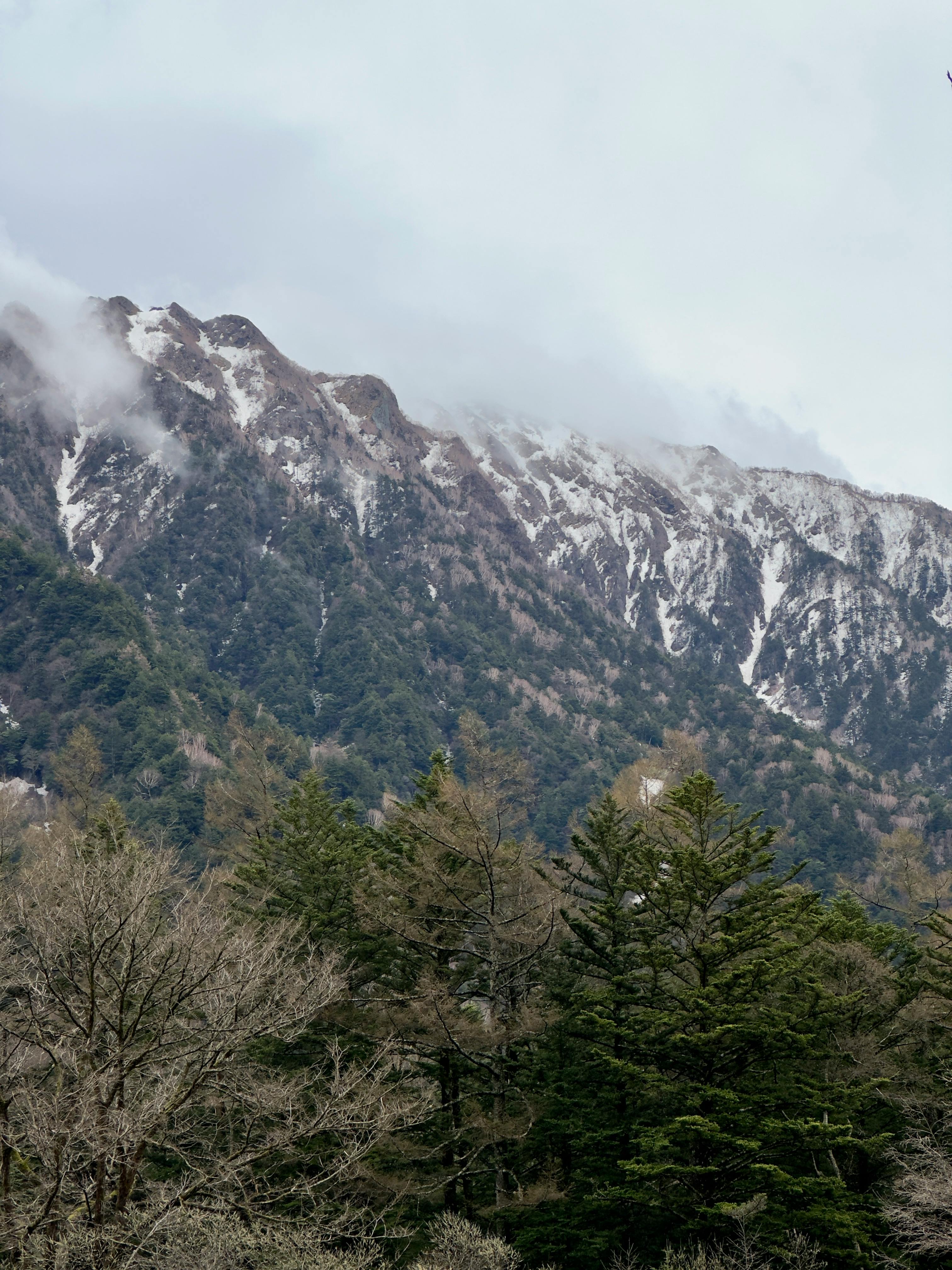 Forest Mountain Hidden in Mist · Free Stock Photo