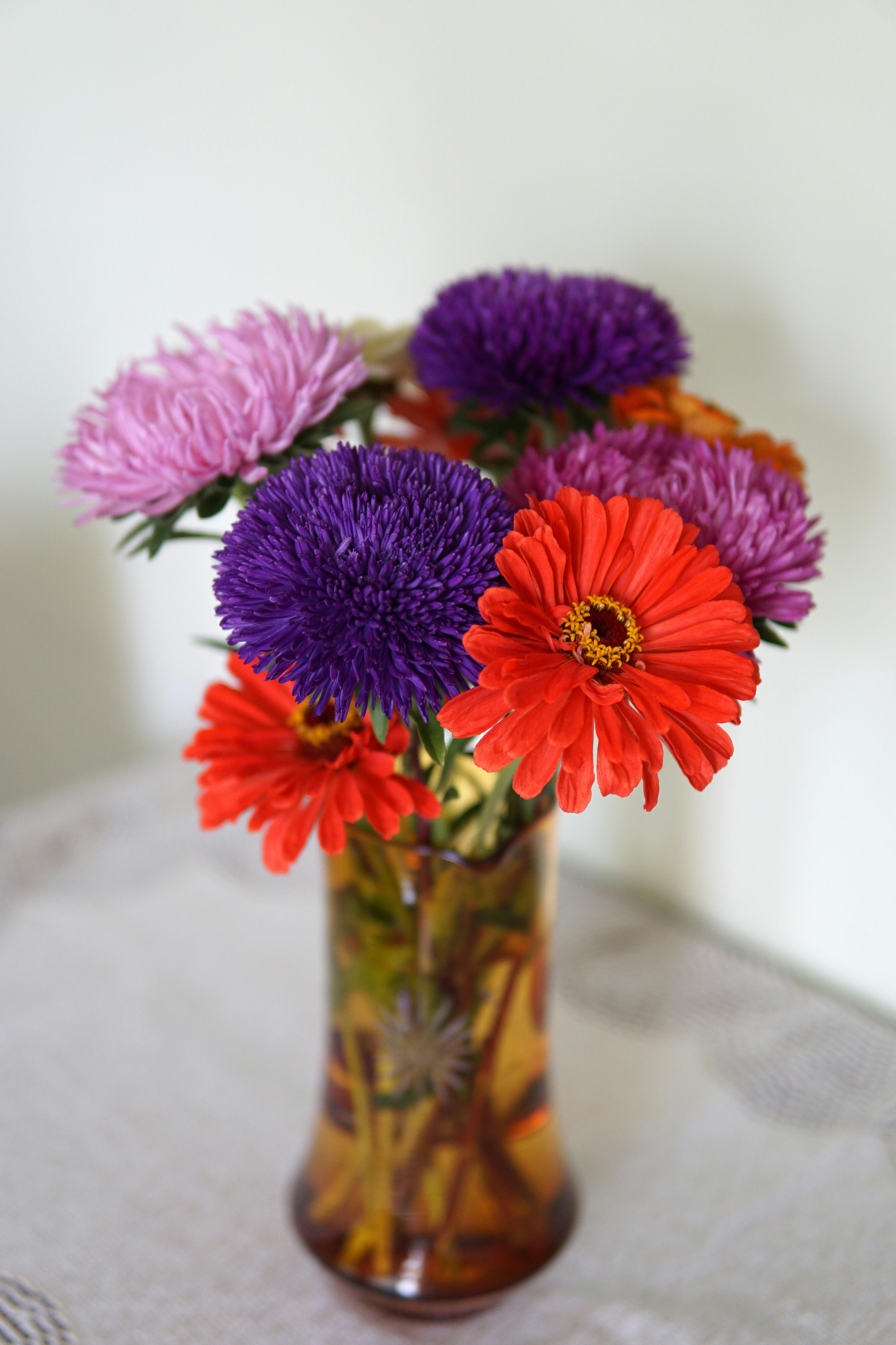 Dalia Photos, Download The BEST Free Dalia Stock Photos & HD Images