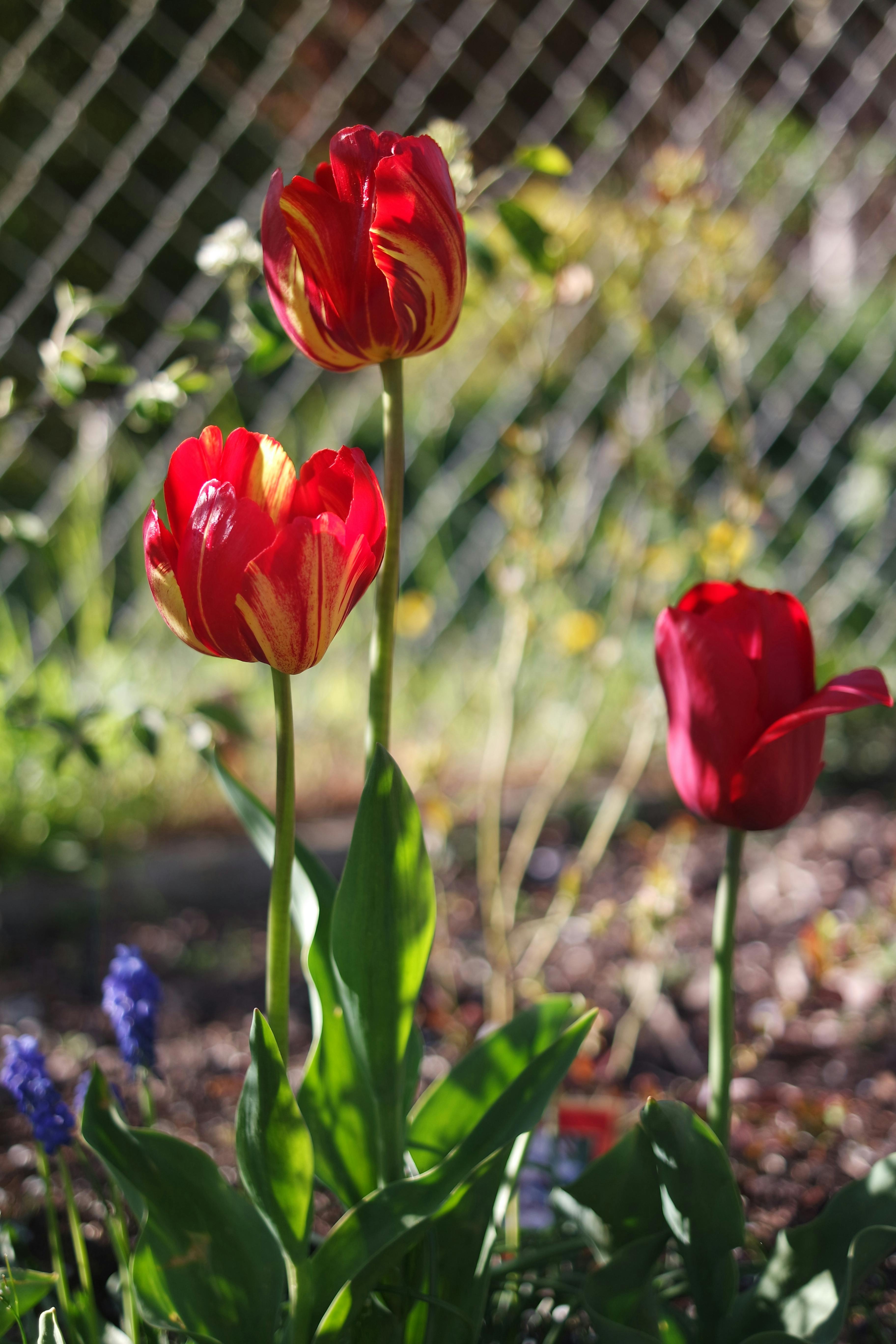 Dalia Photos, Download The BEST Free Dalia Stock Photos & HD Images