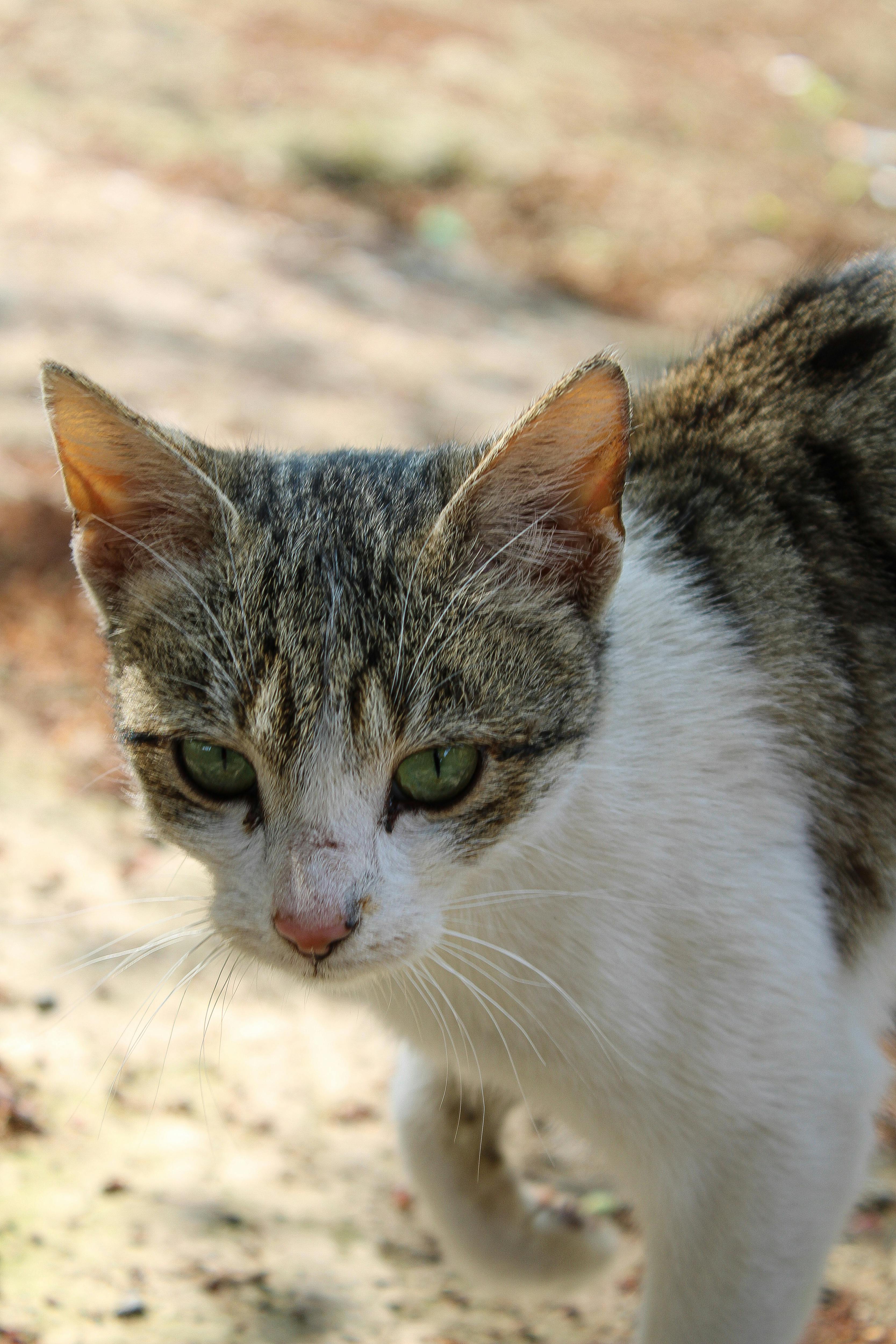 Attentive Cat Looking · Free Stock Photo