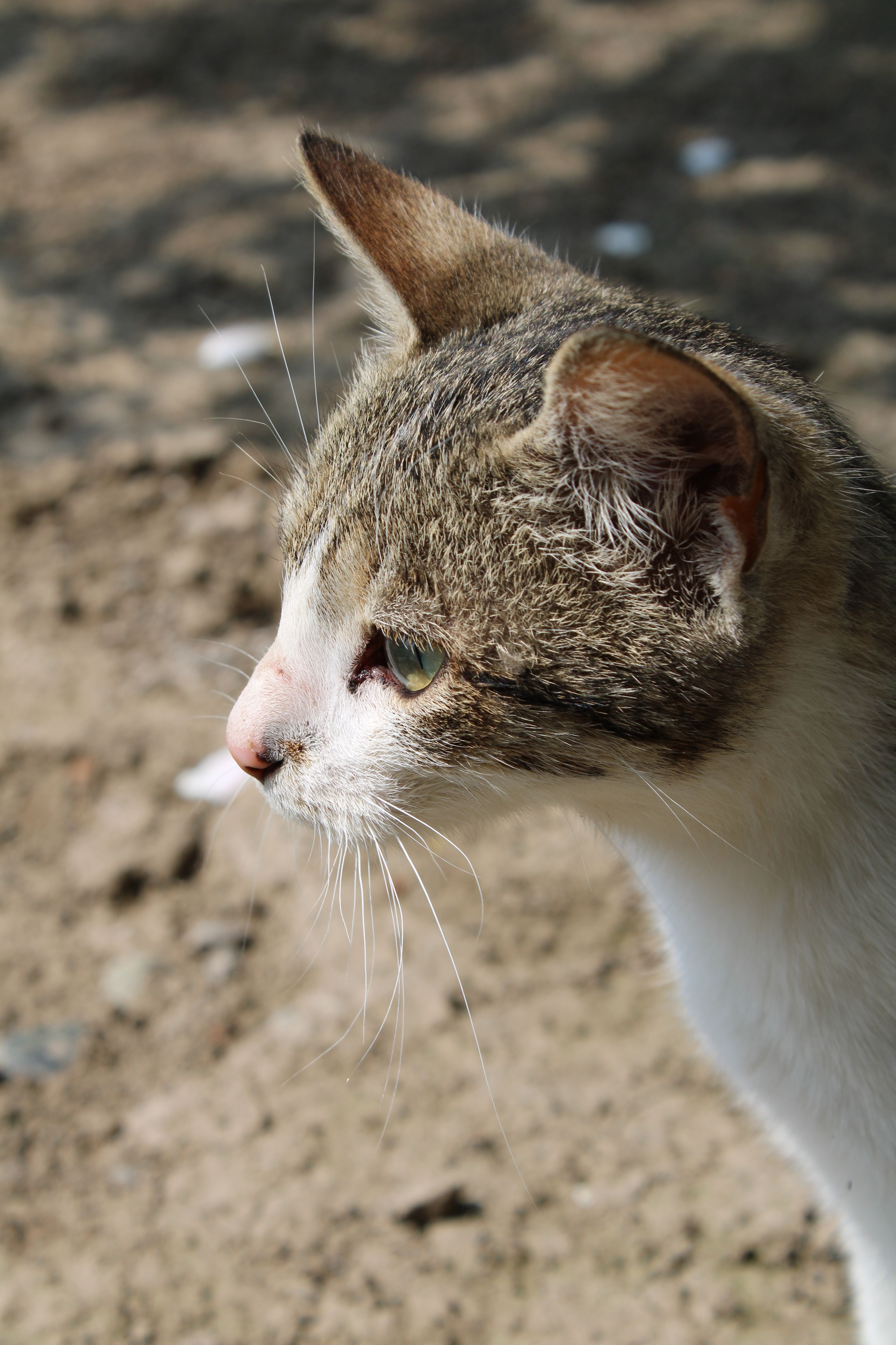Cute Cat Pictures Photos, Download The BEST Free Cute Cat Pictures ...