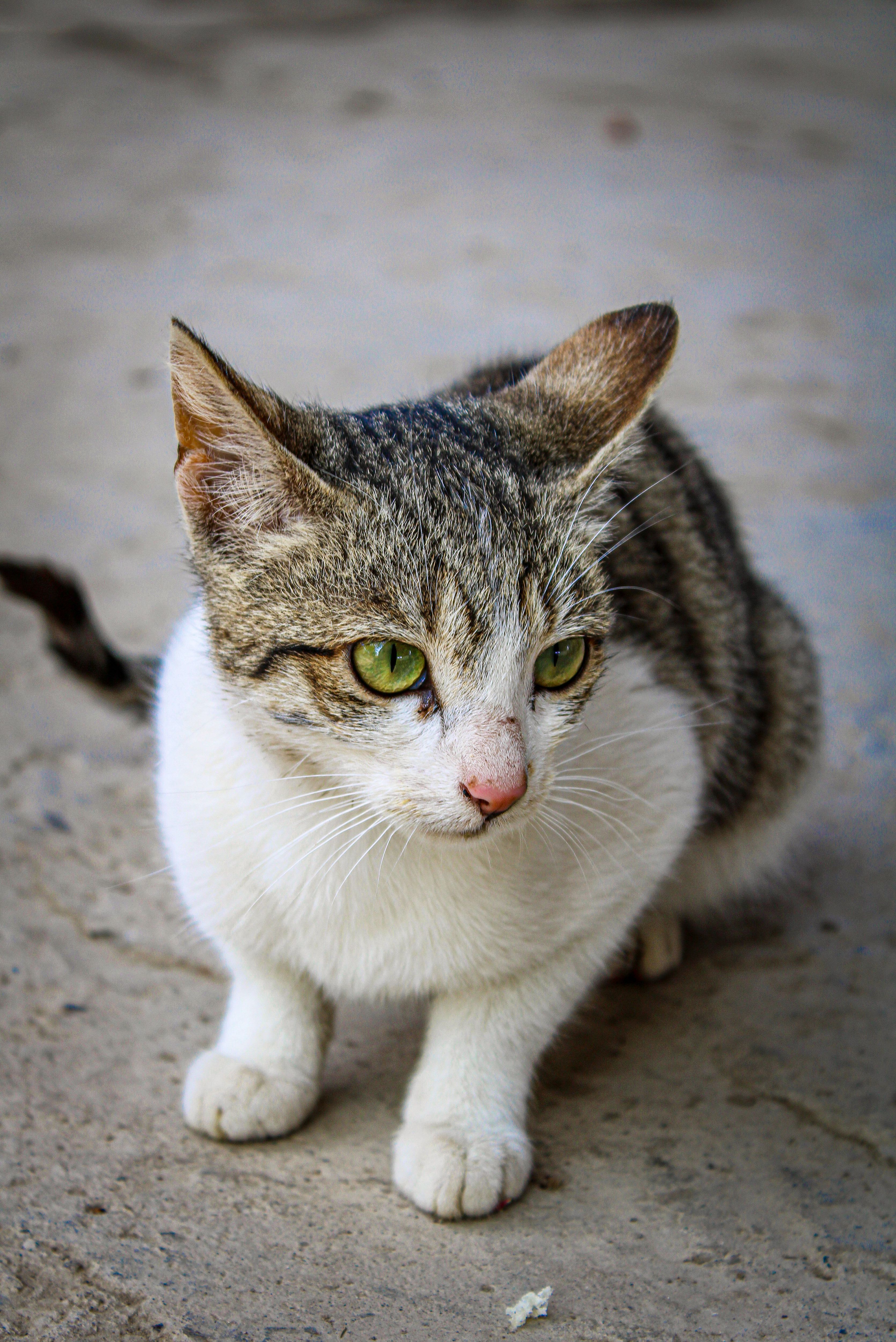 Close-up of a the Front Legs of a Cat · Free Stock Photo