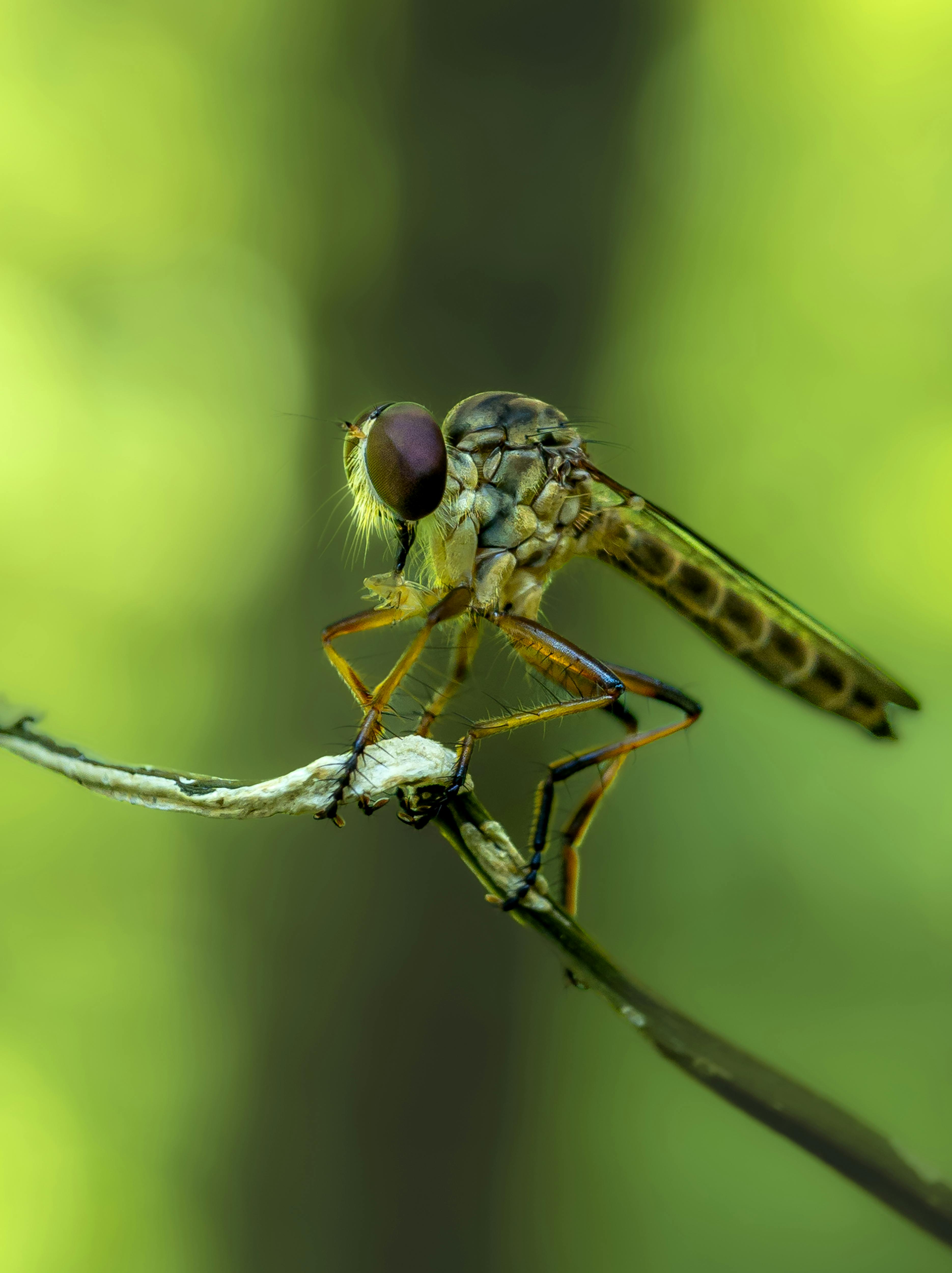 Green Robber Fly on a Twig · Free Stock Photo