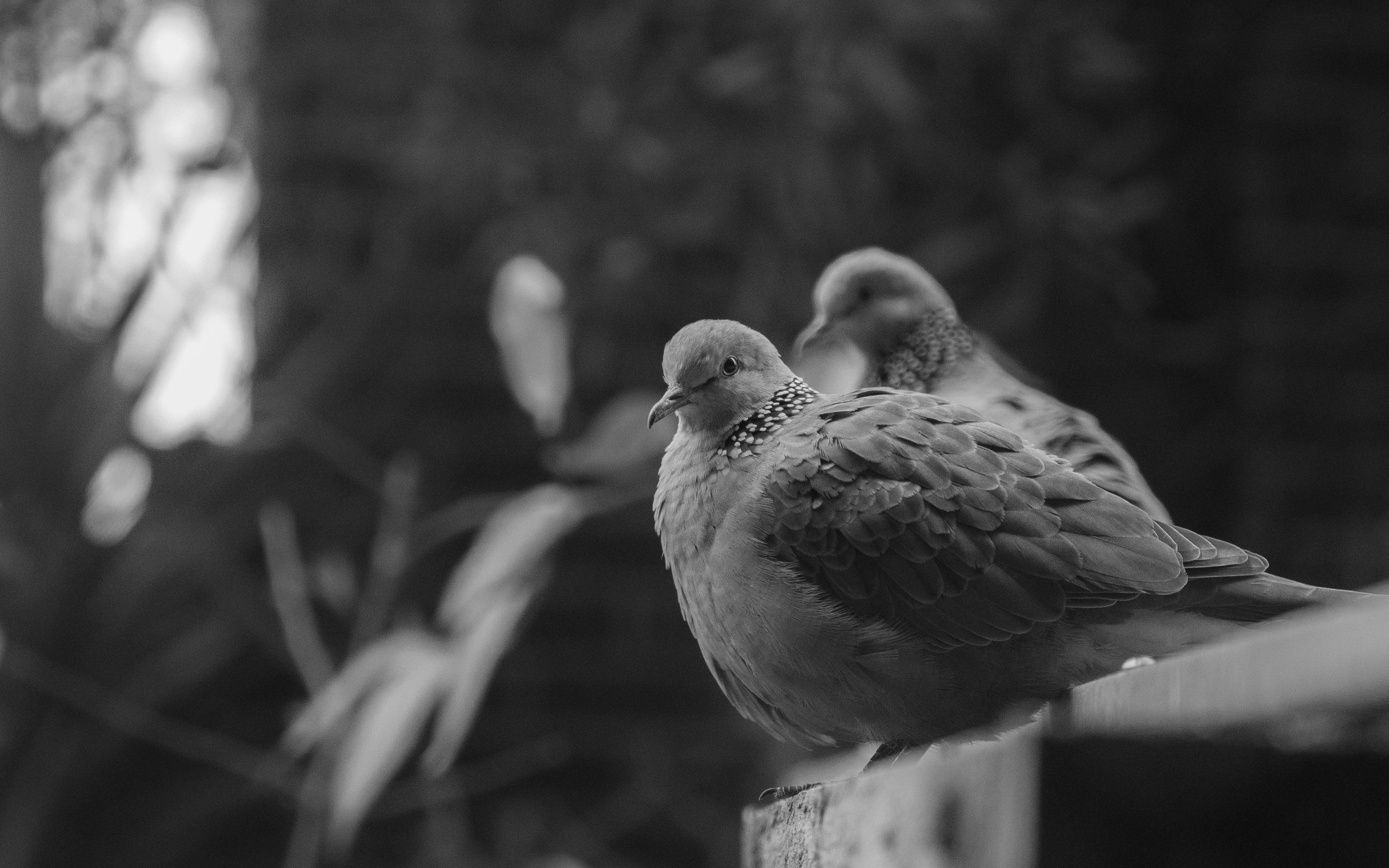 Doves Perching on Roof · Free Stock Photo