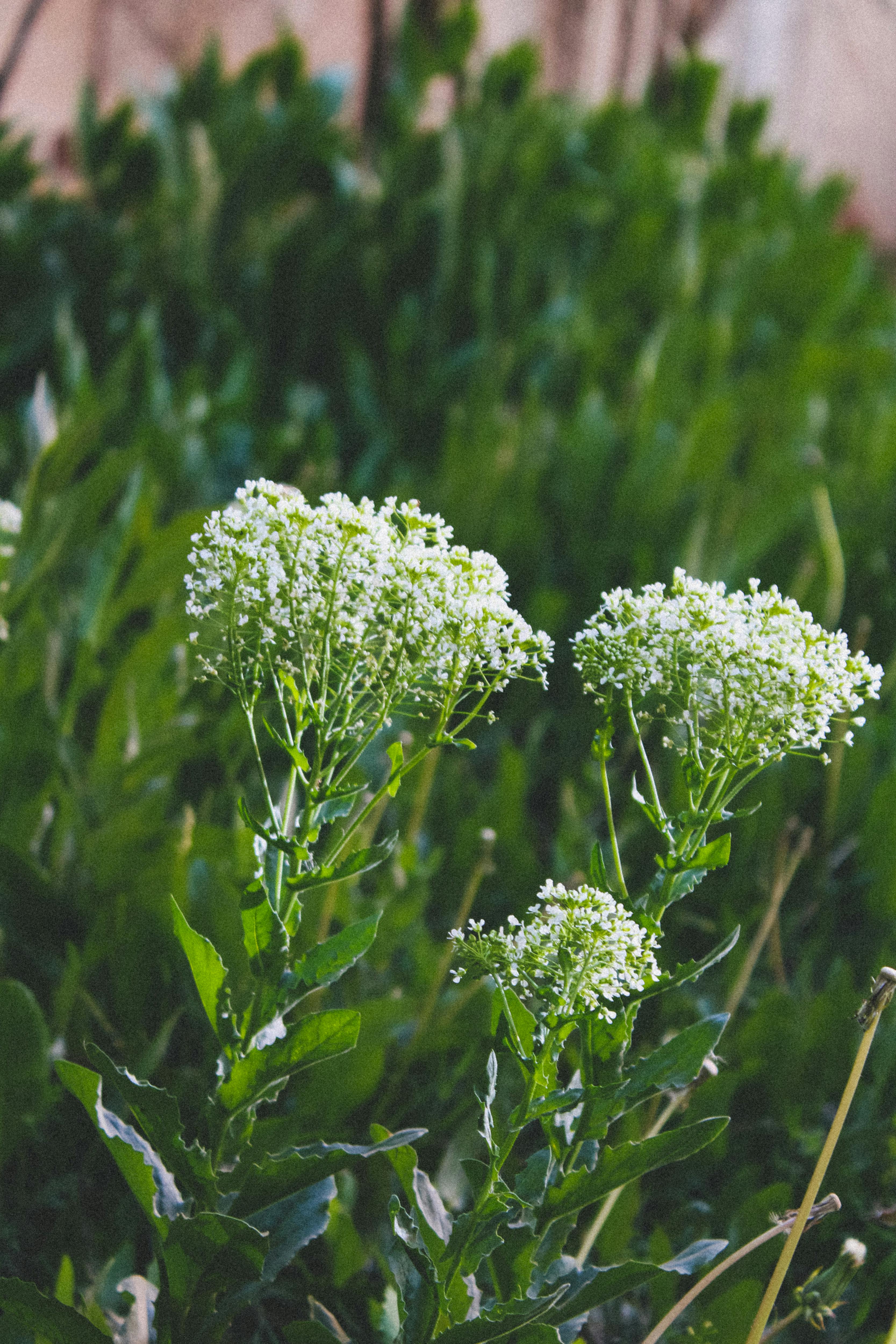 Lepidium Meyenii Photos, Download The BEST Free Lepidium Meyenii Stock Photos & HD Images