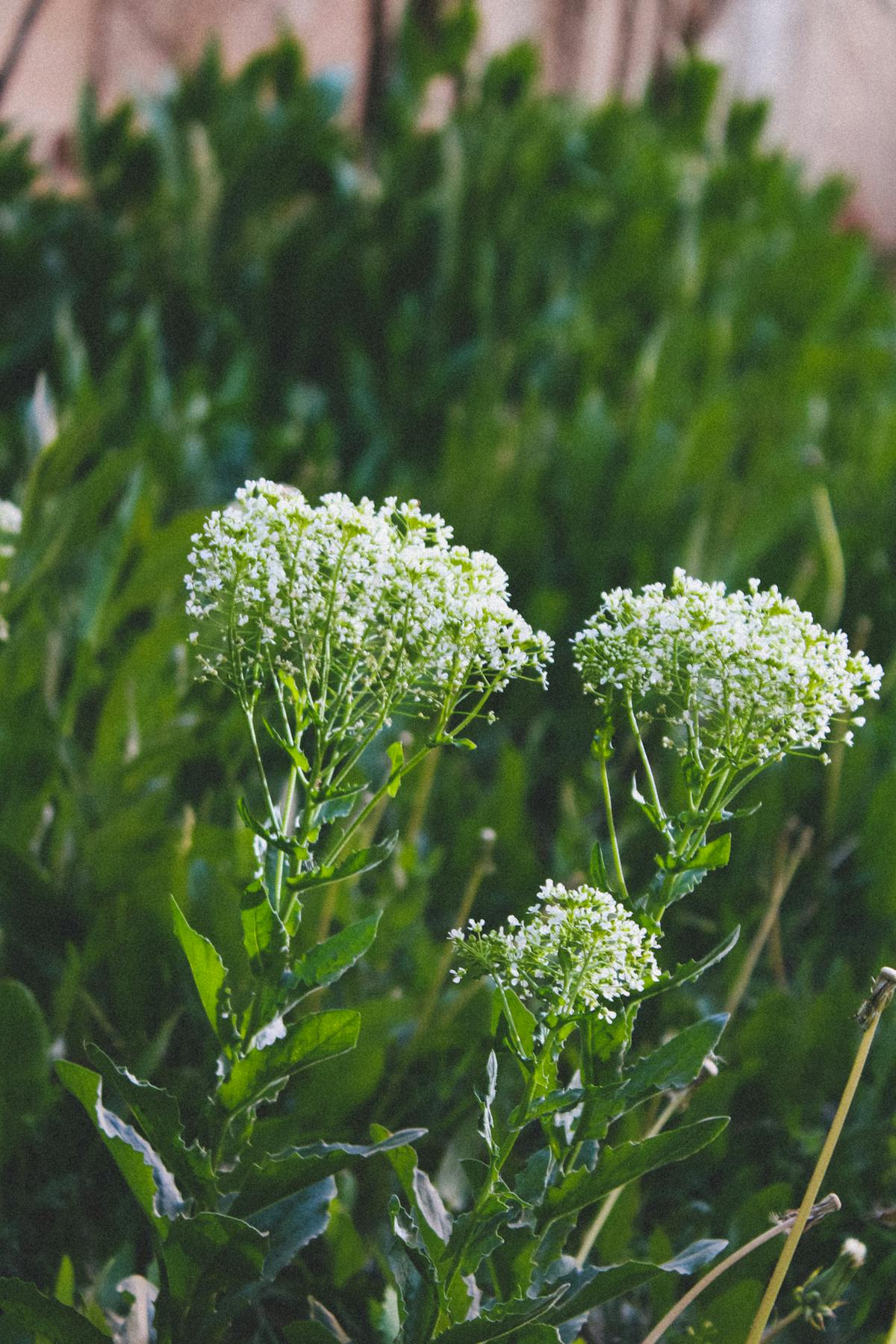 Lepidium Meyenii Photos, Download The BEST Free Lepidium Meyenii Stock ...