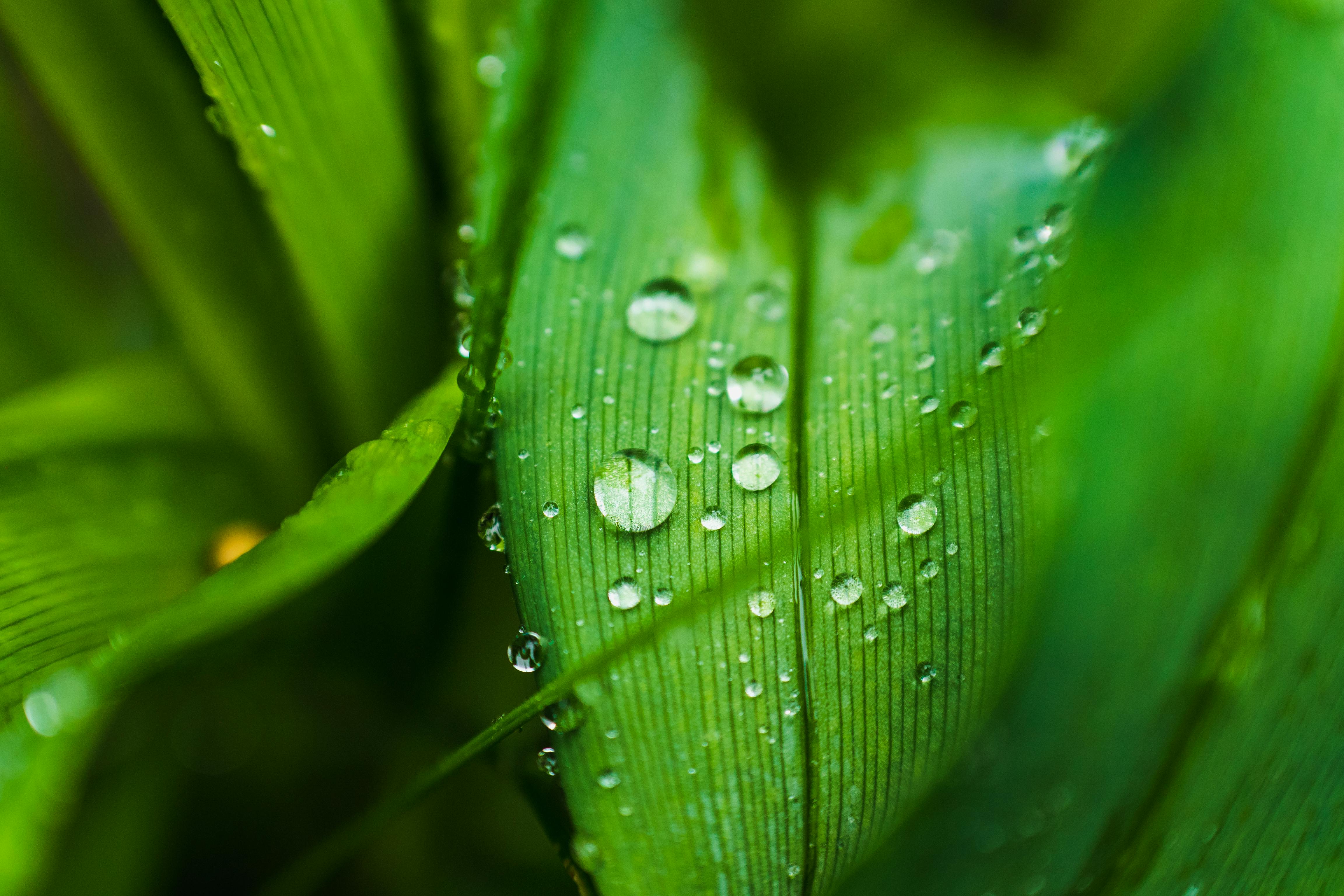 Mian Rizwan - Photography