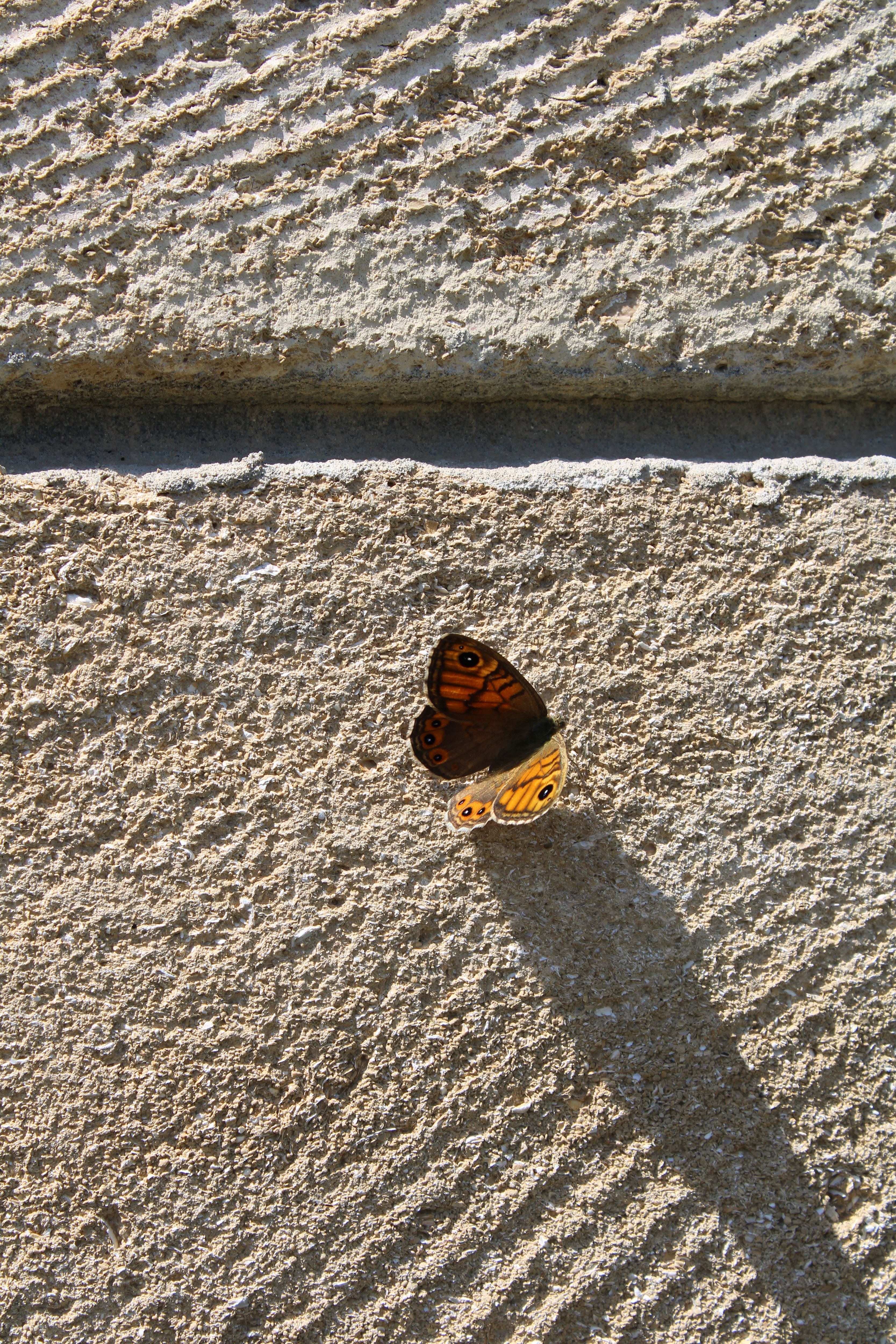 Close-up Photo of a Butterfly on Concrete · Free Stock Photo