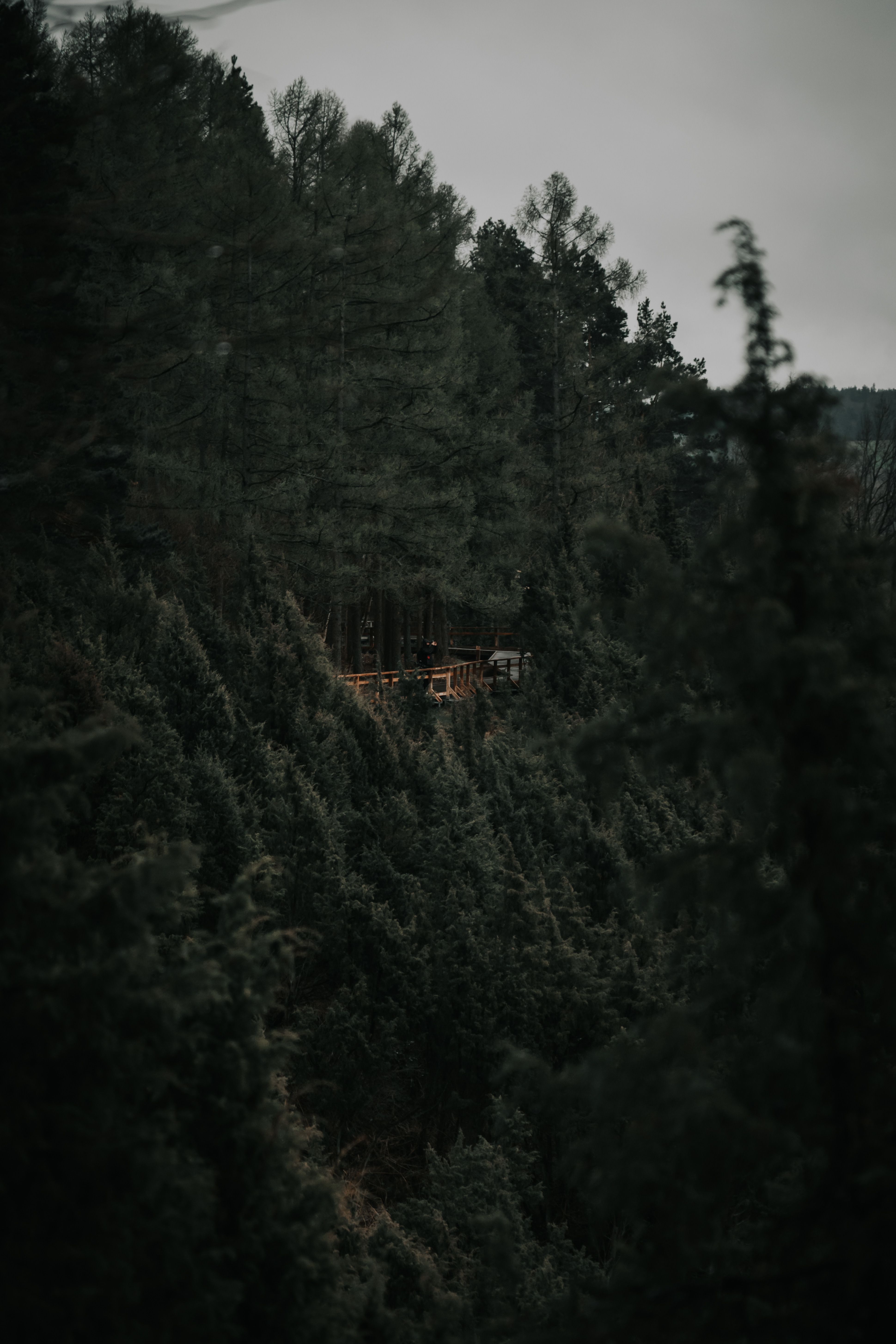 Photo of a Viewpoint in the Forest · Free Stock Photo