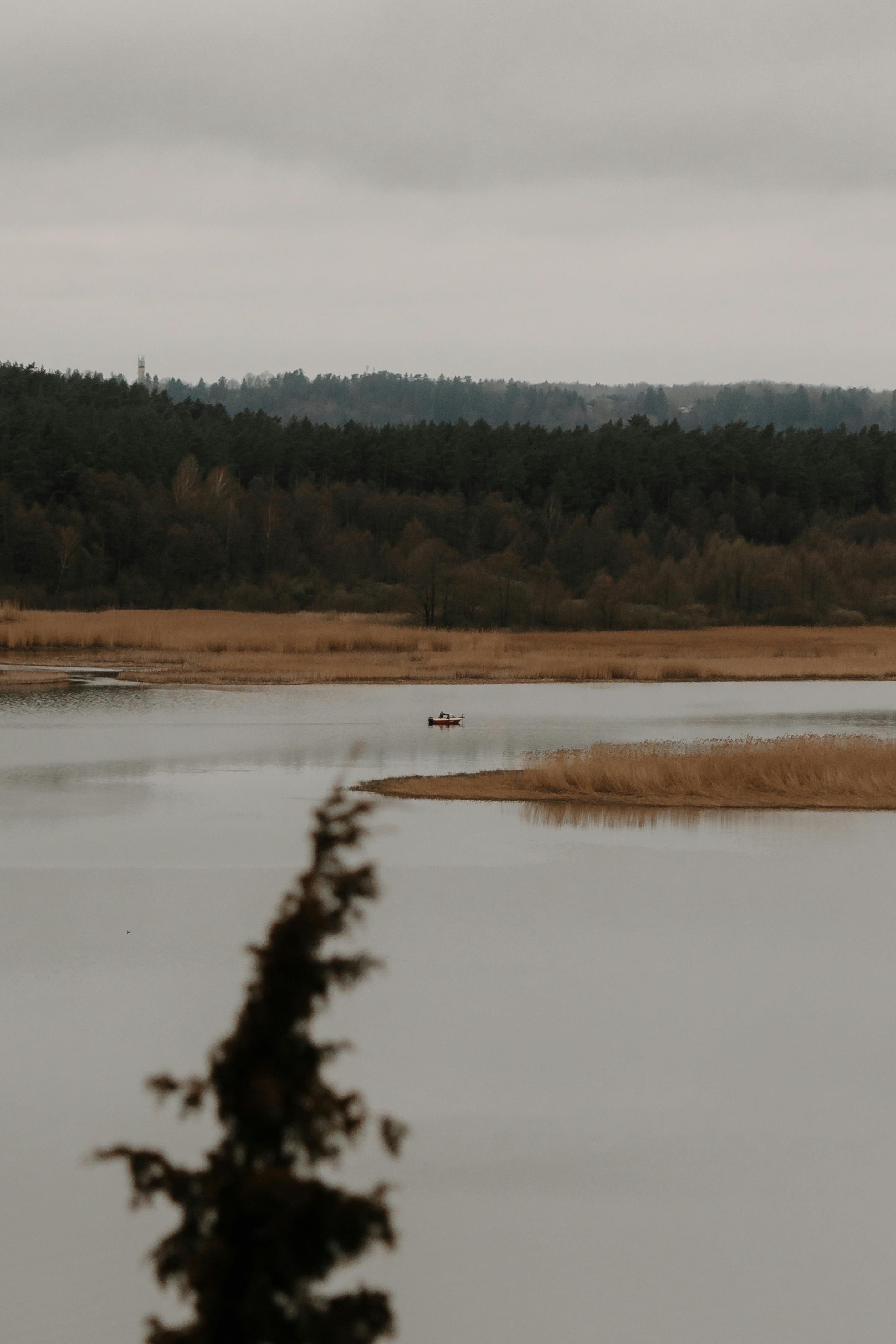 Rushes around Lake · Free Stock Photo