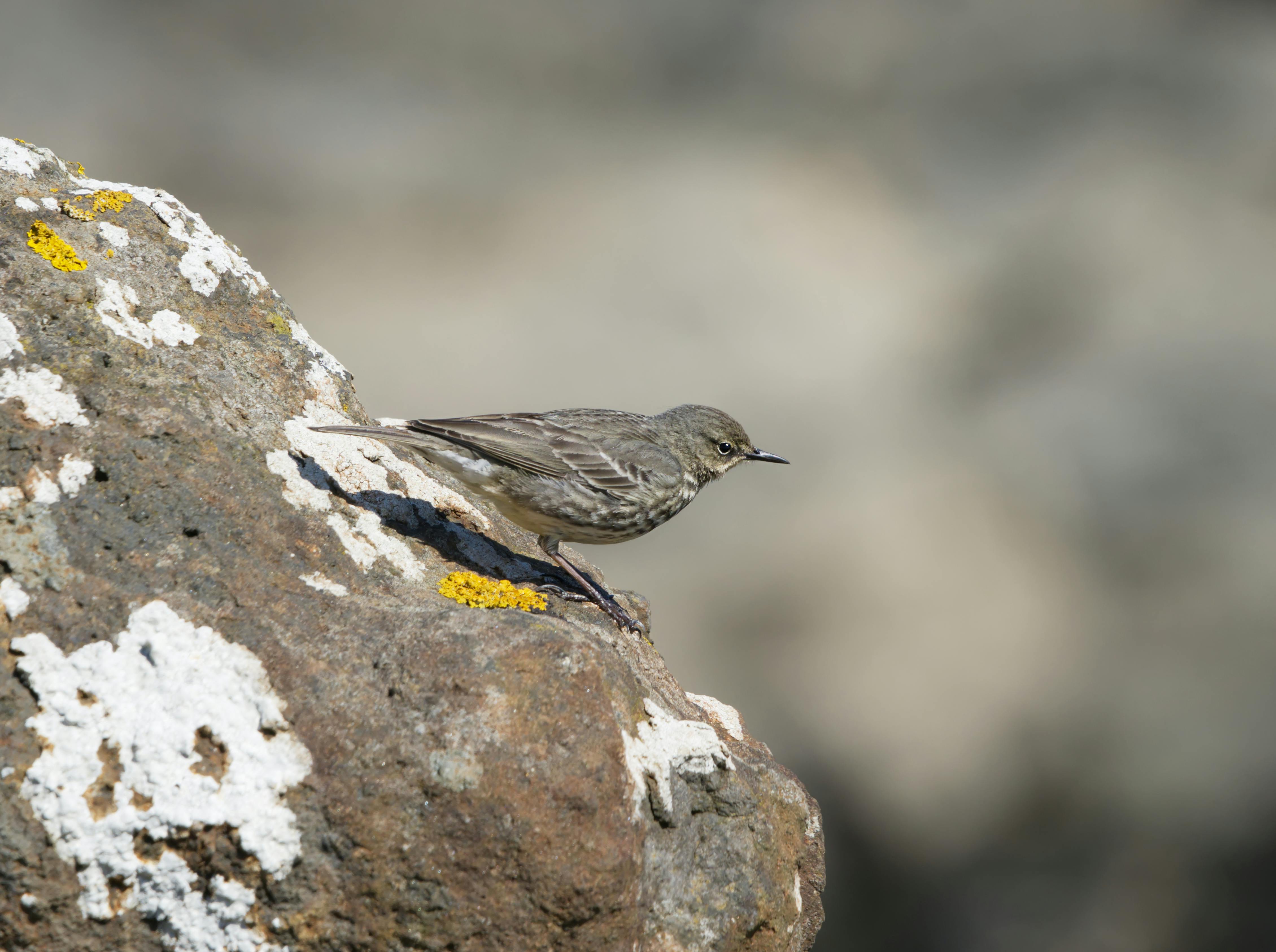 Bird Take Off Photos, Download The BEST Free Bird Take Off Stock Photos ...