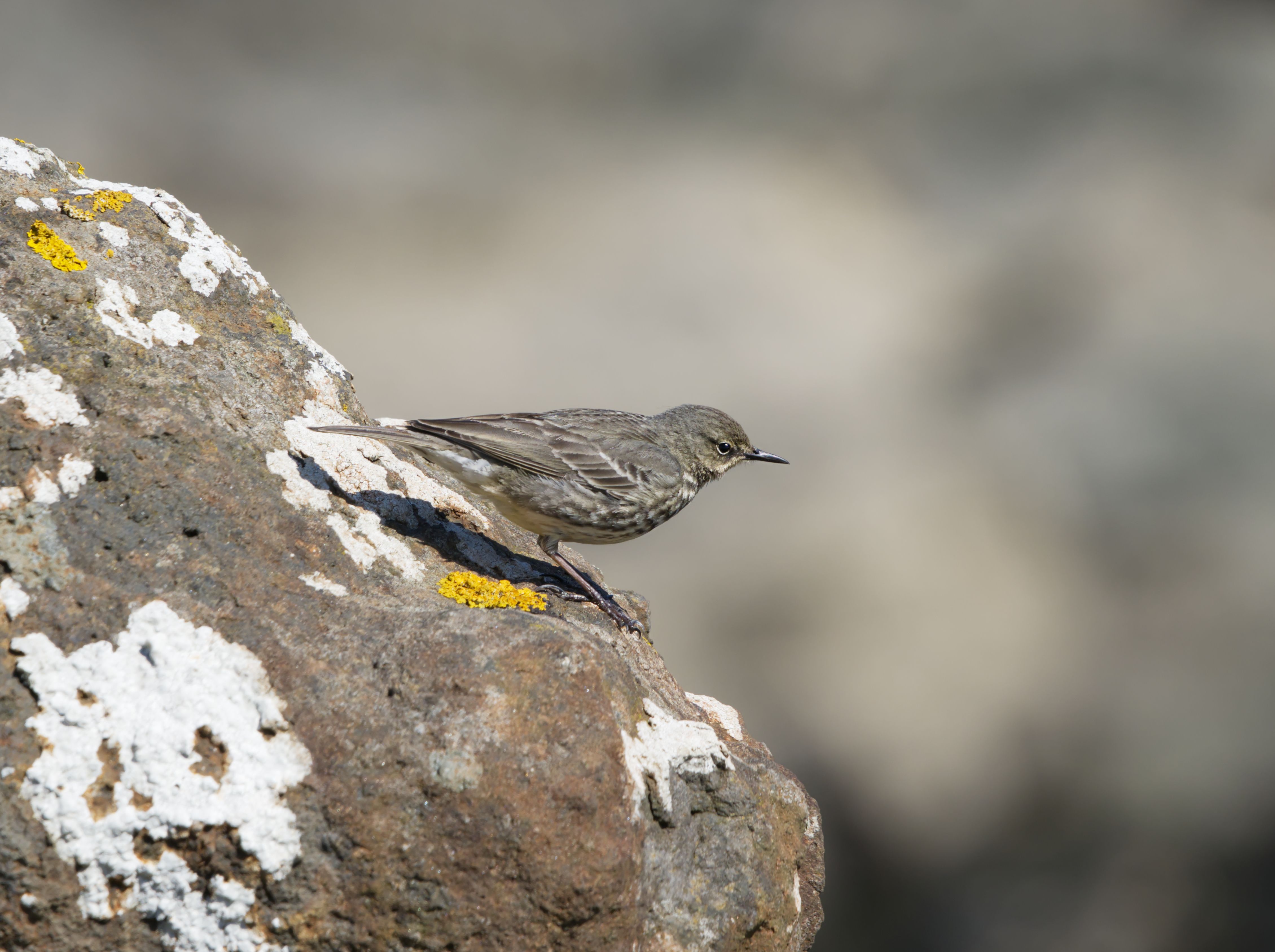 European Rock Pipit Standing on a Stone · Free Stock Photo