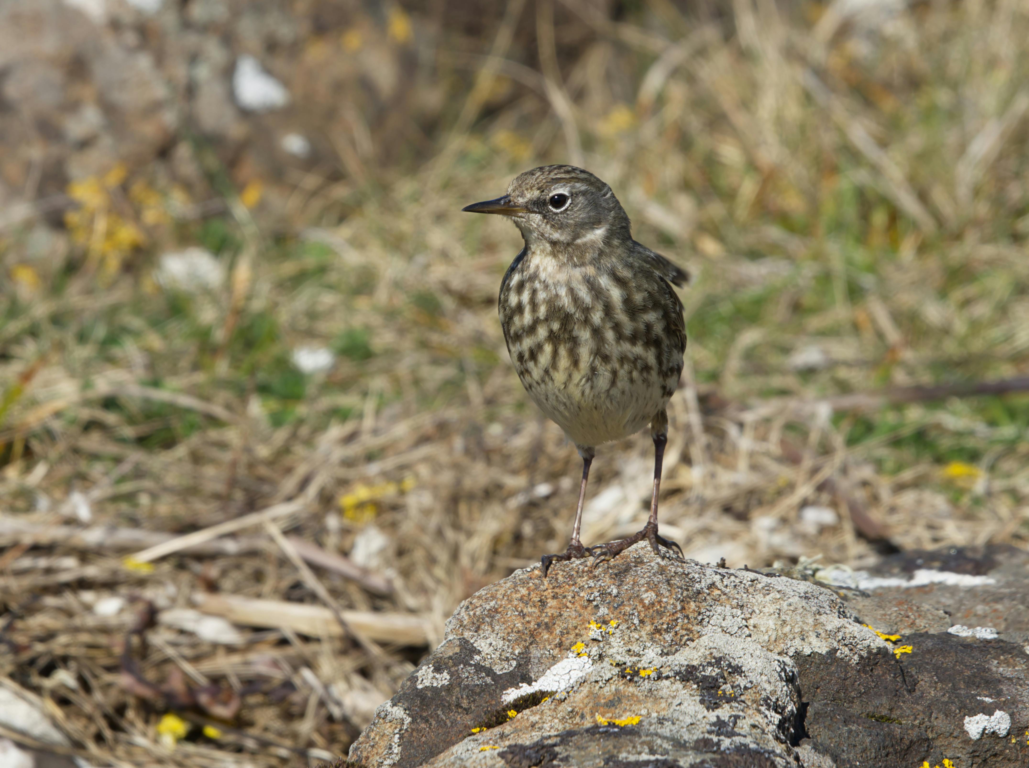 Sprague's Pipit Photos, Download The BEST Free Sprague's Pipit Stock ...