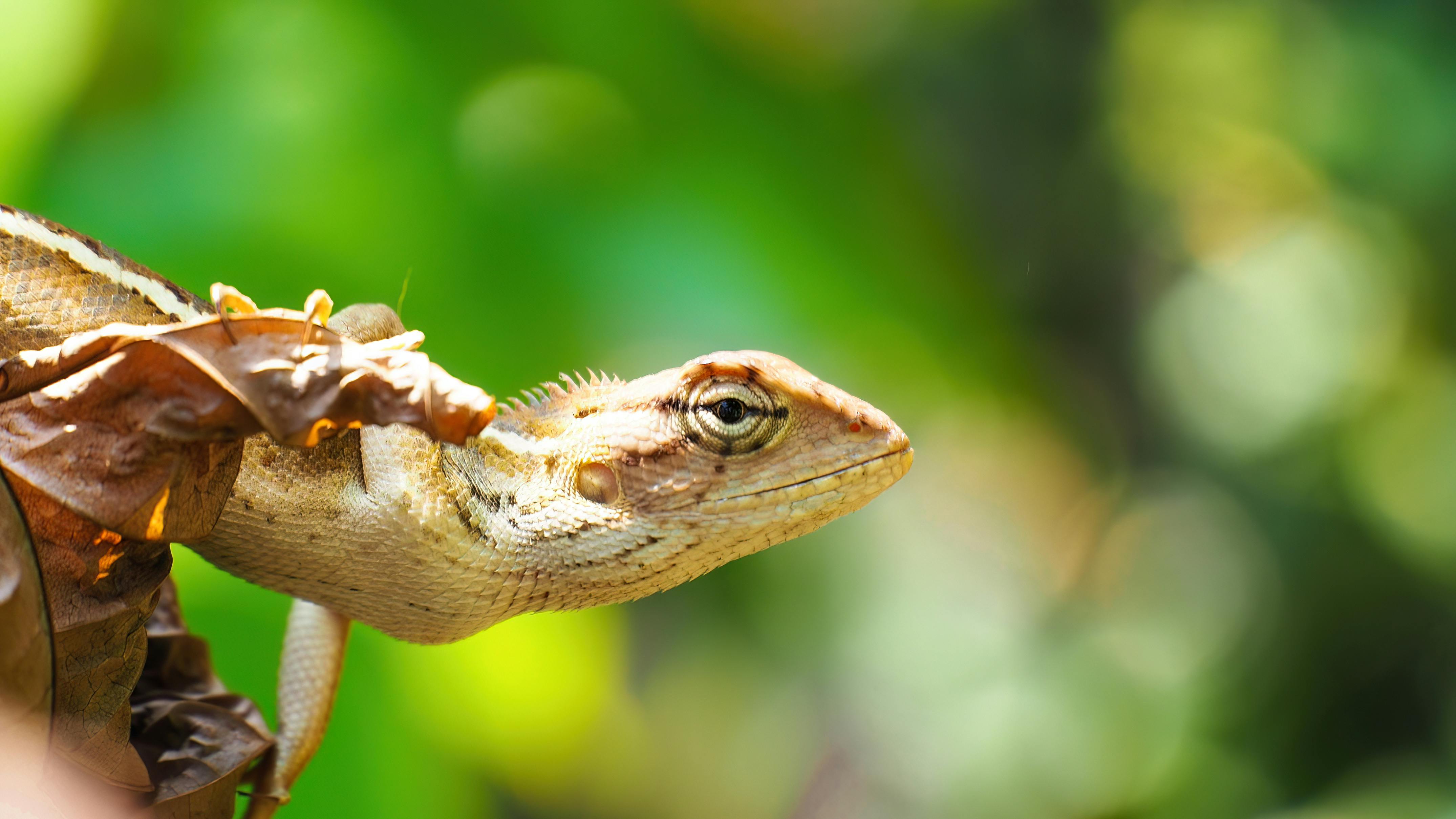 Head of Lizard · Free Stock Photo