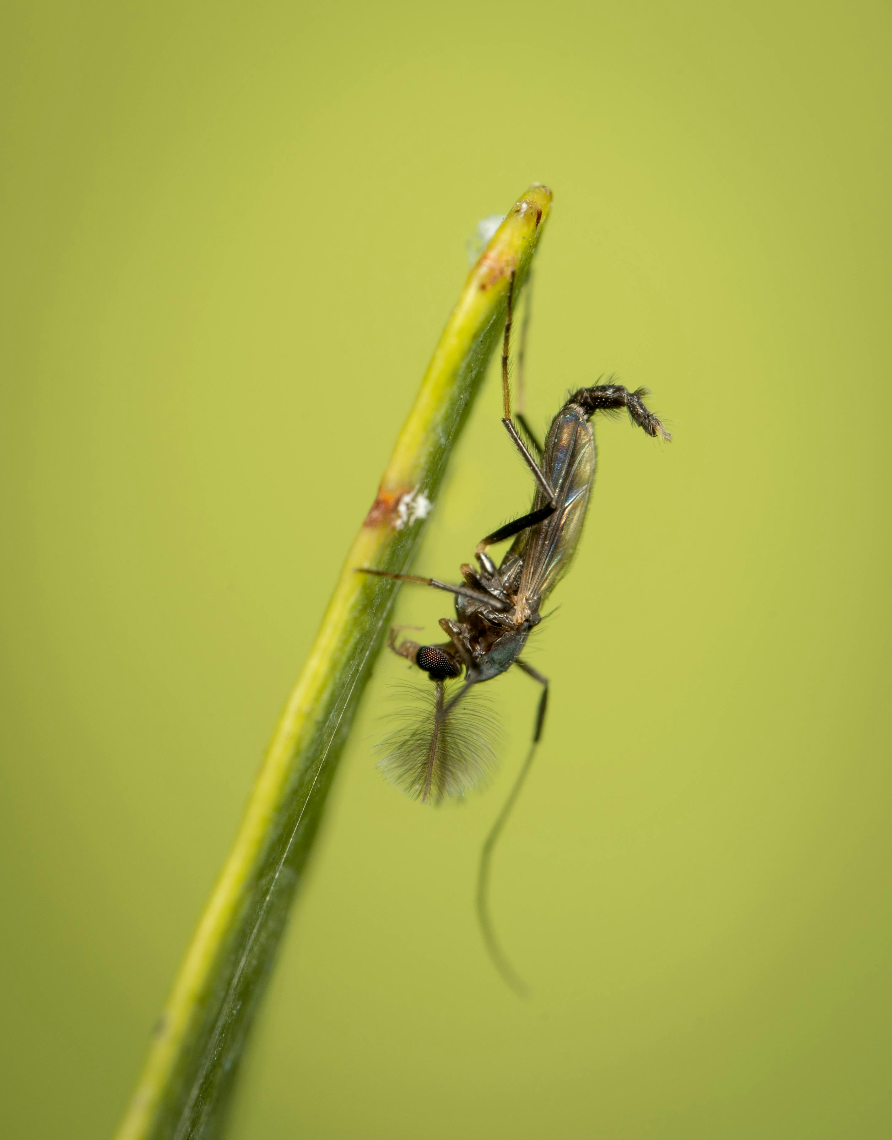 Close-Up View of Mosquito · Free Stock Photo