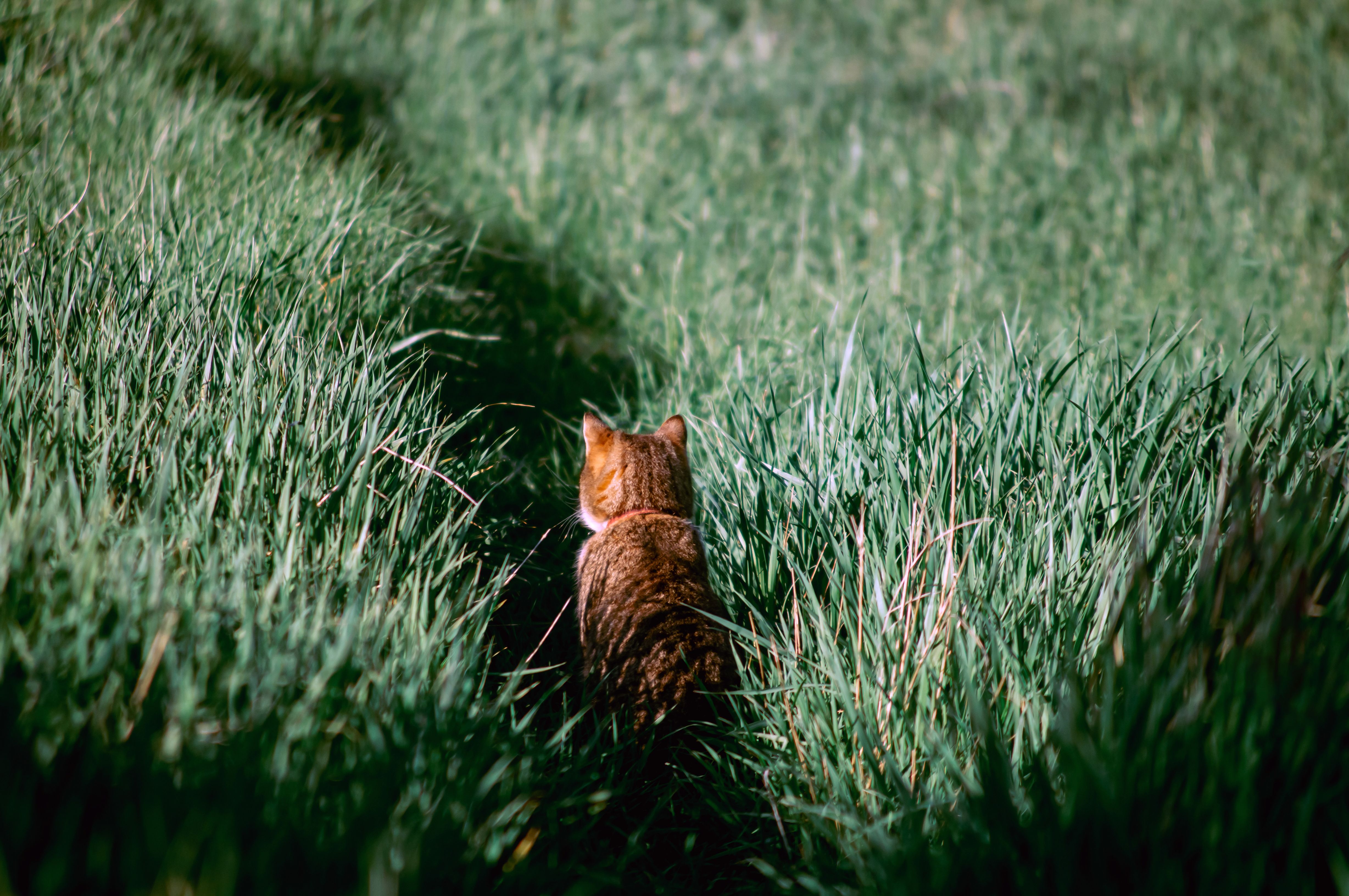 Download Wallpaper Cat Grass
