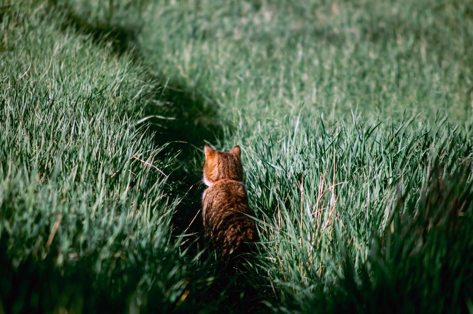 100.000+ Foto Wallpaper Kucing Hd Terbaik · Unduh Gratis 100% · Foto ...