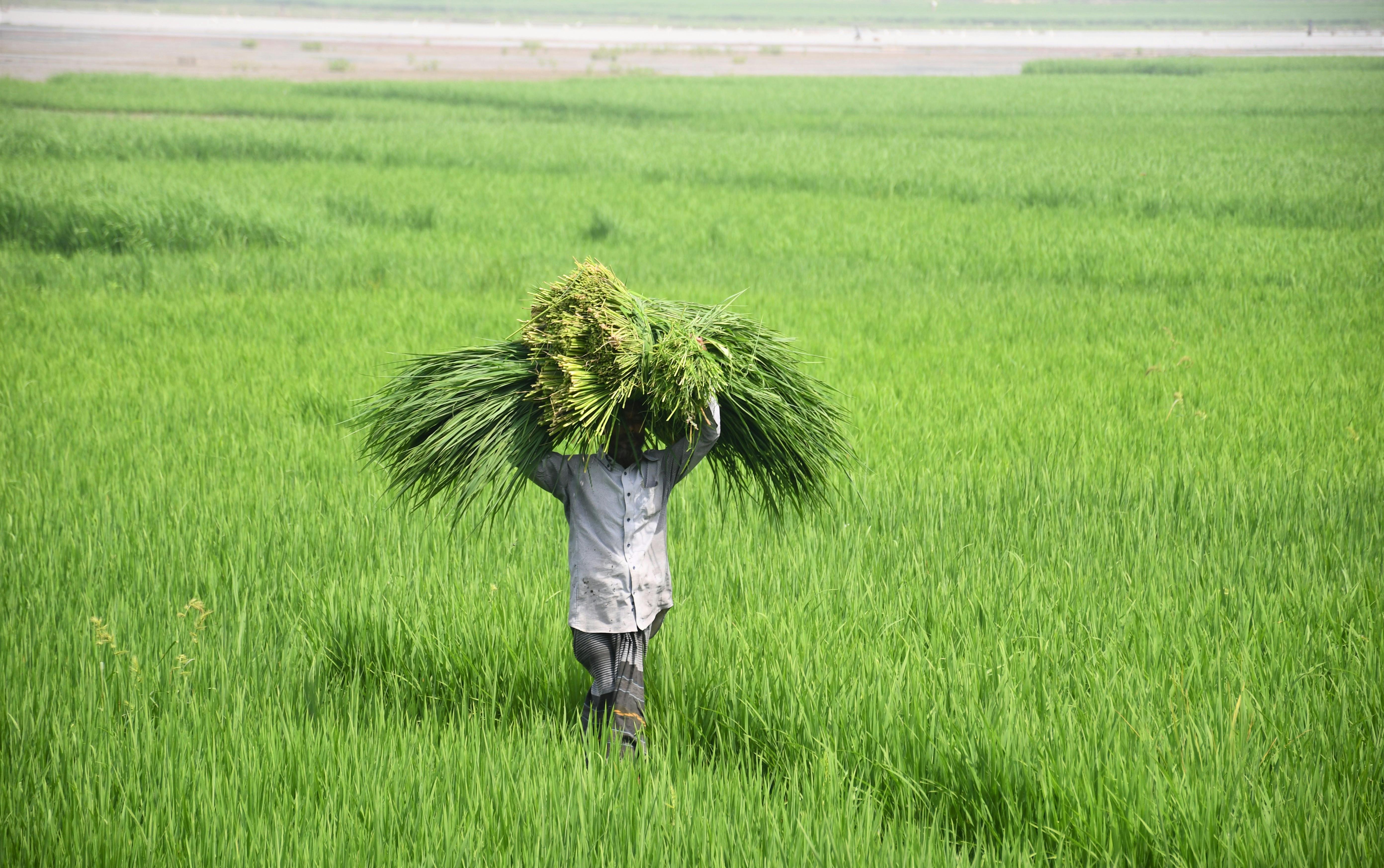 Dengue Carrying Photos, Download The BEST Free Dengue Carrying Stock ...