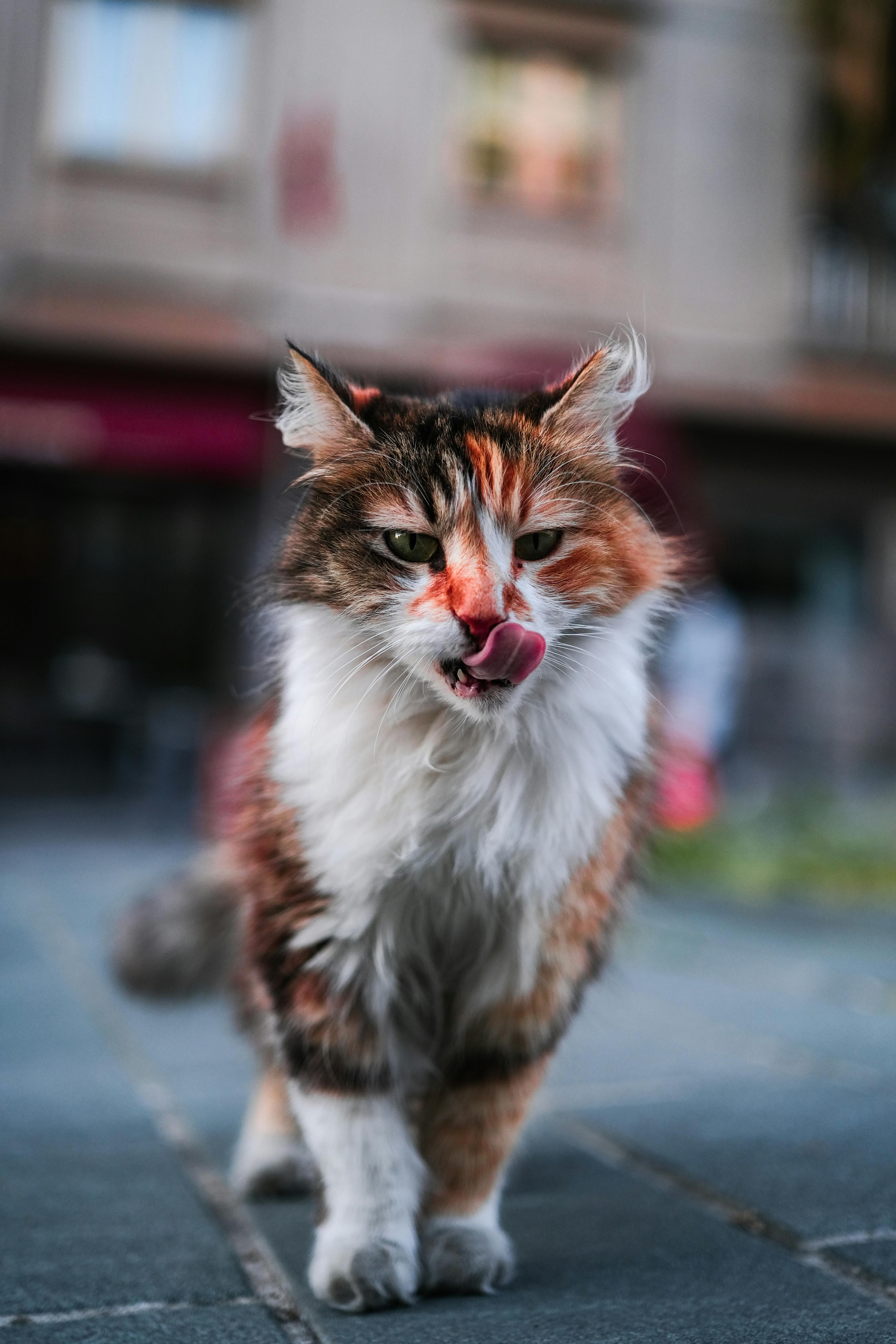 Cat Licking Screen Photos, Download The BEST Free Cat Licking Screen ...