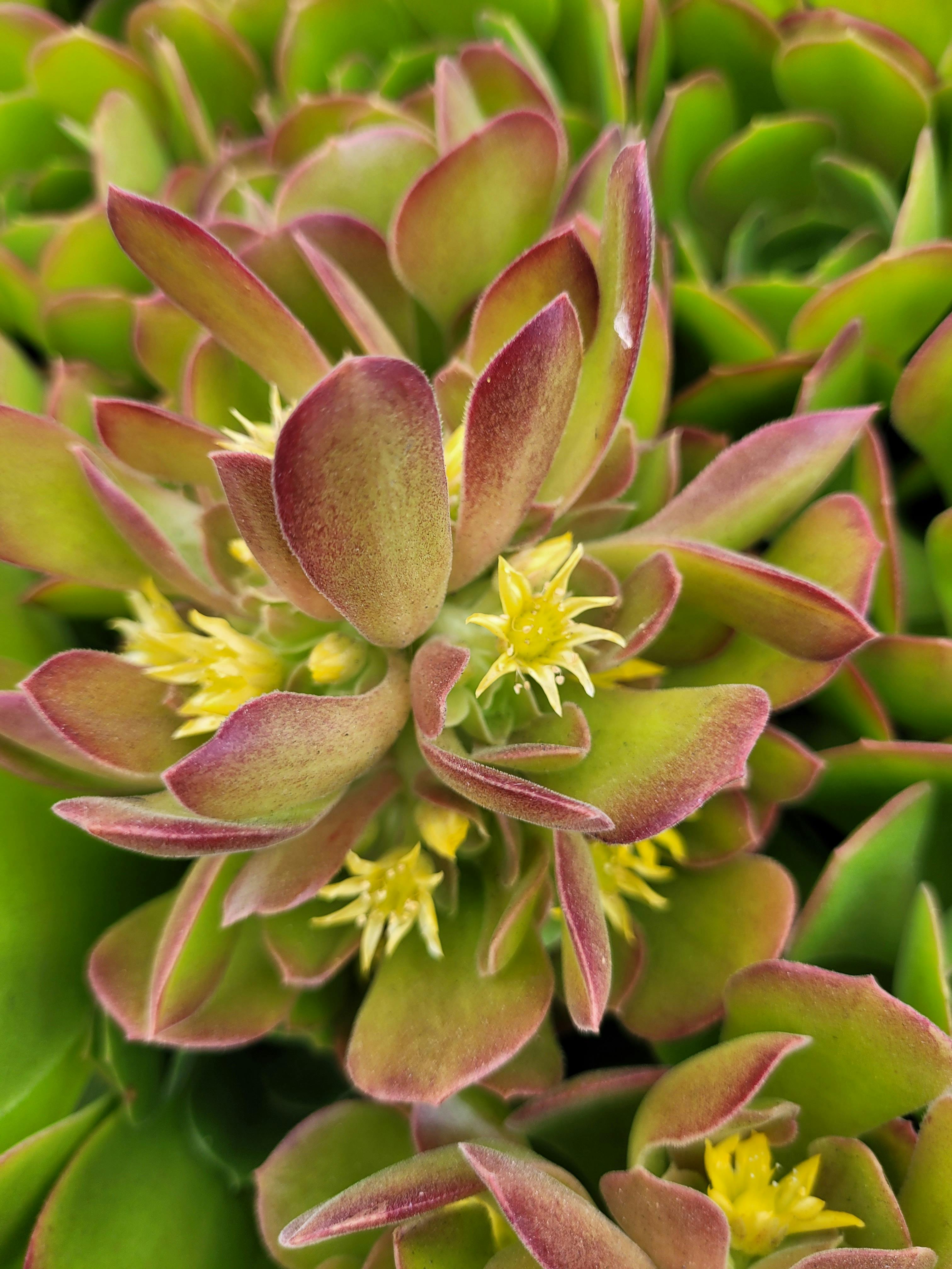 Foto profissional gratuita de agave, arranjo floral, aumento, beleza natural, botânico, cores ...