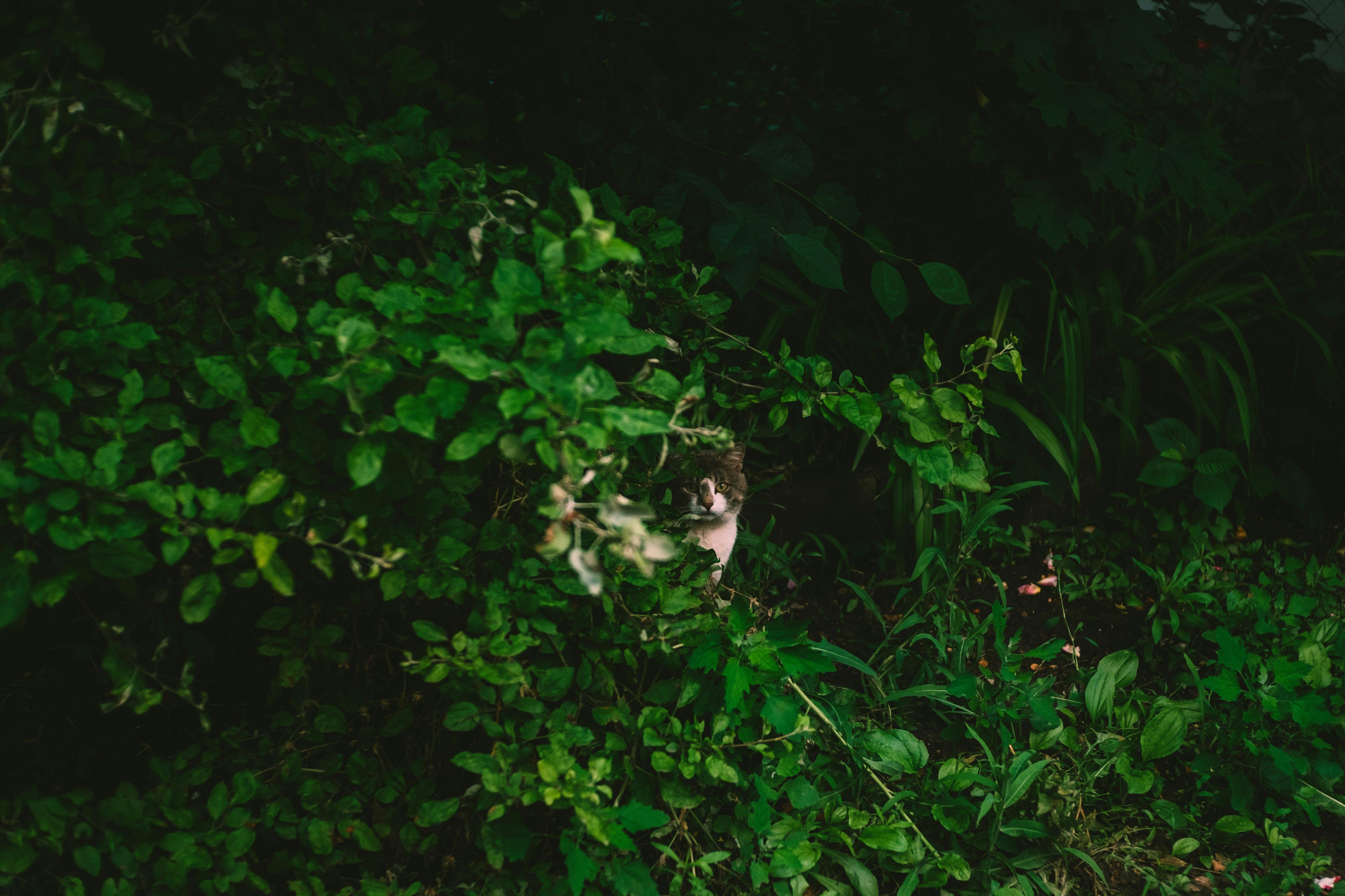 Cat among Bushes · Free Stock Photo