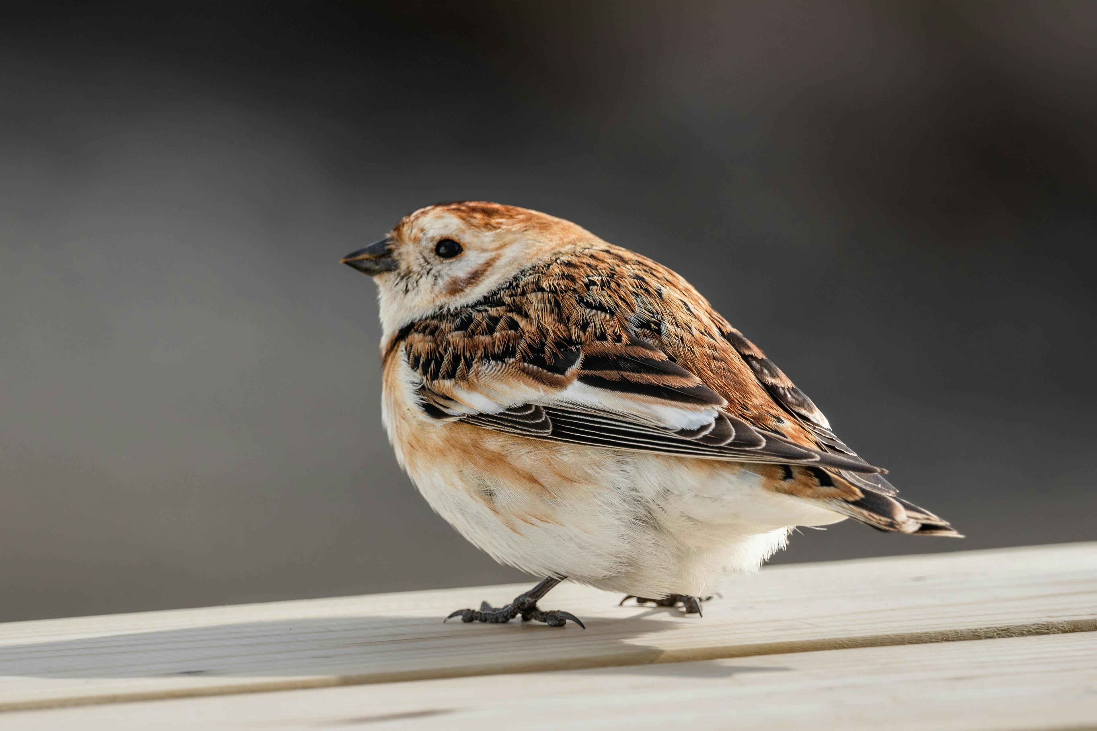 Close up of Passerine Bird · Free Stock Photo