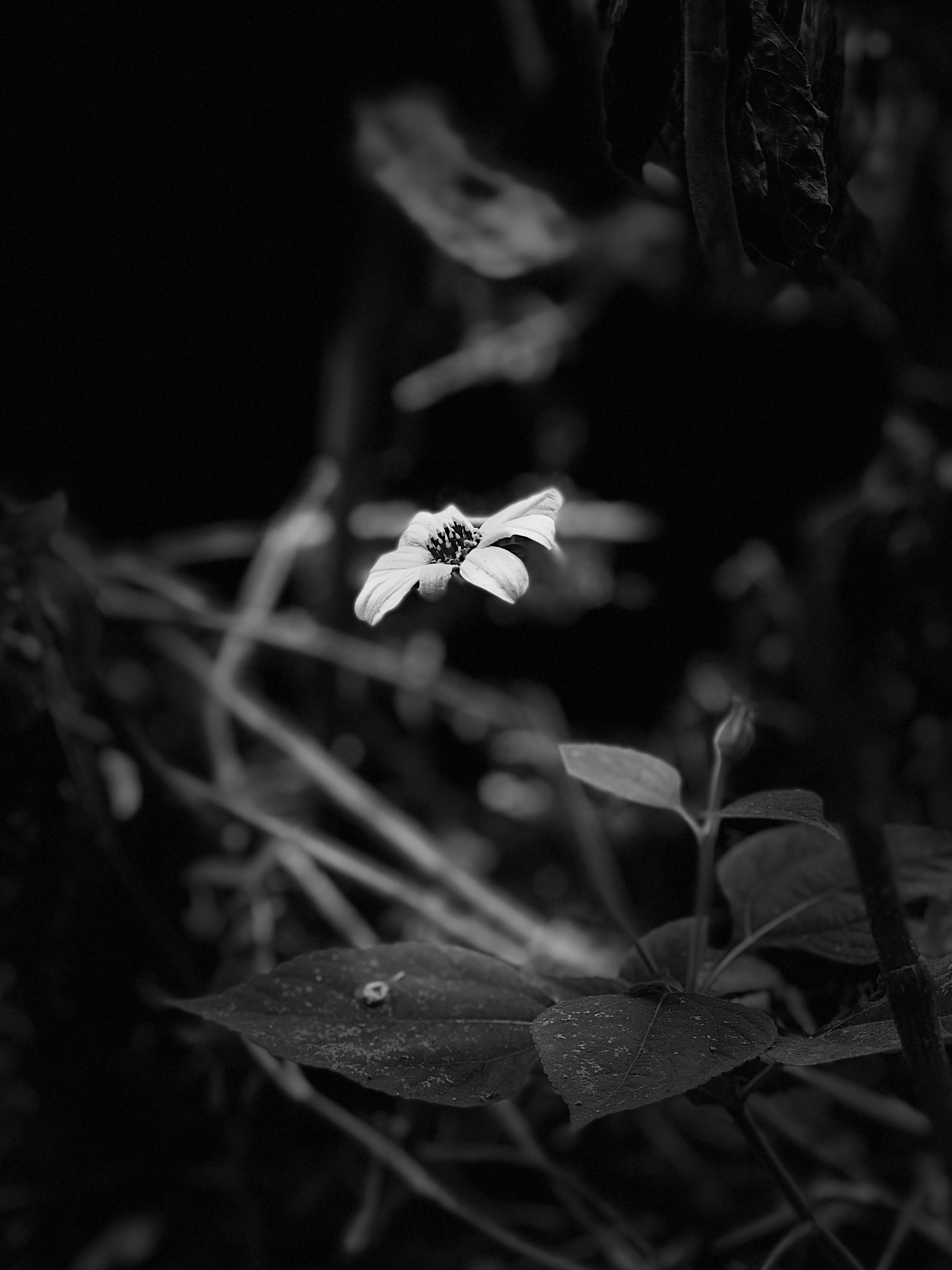 Fighting Flower Photos, Download The BEST Free Fighting Flower Stock ...