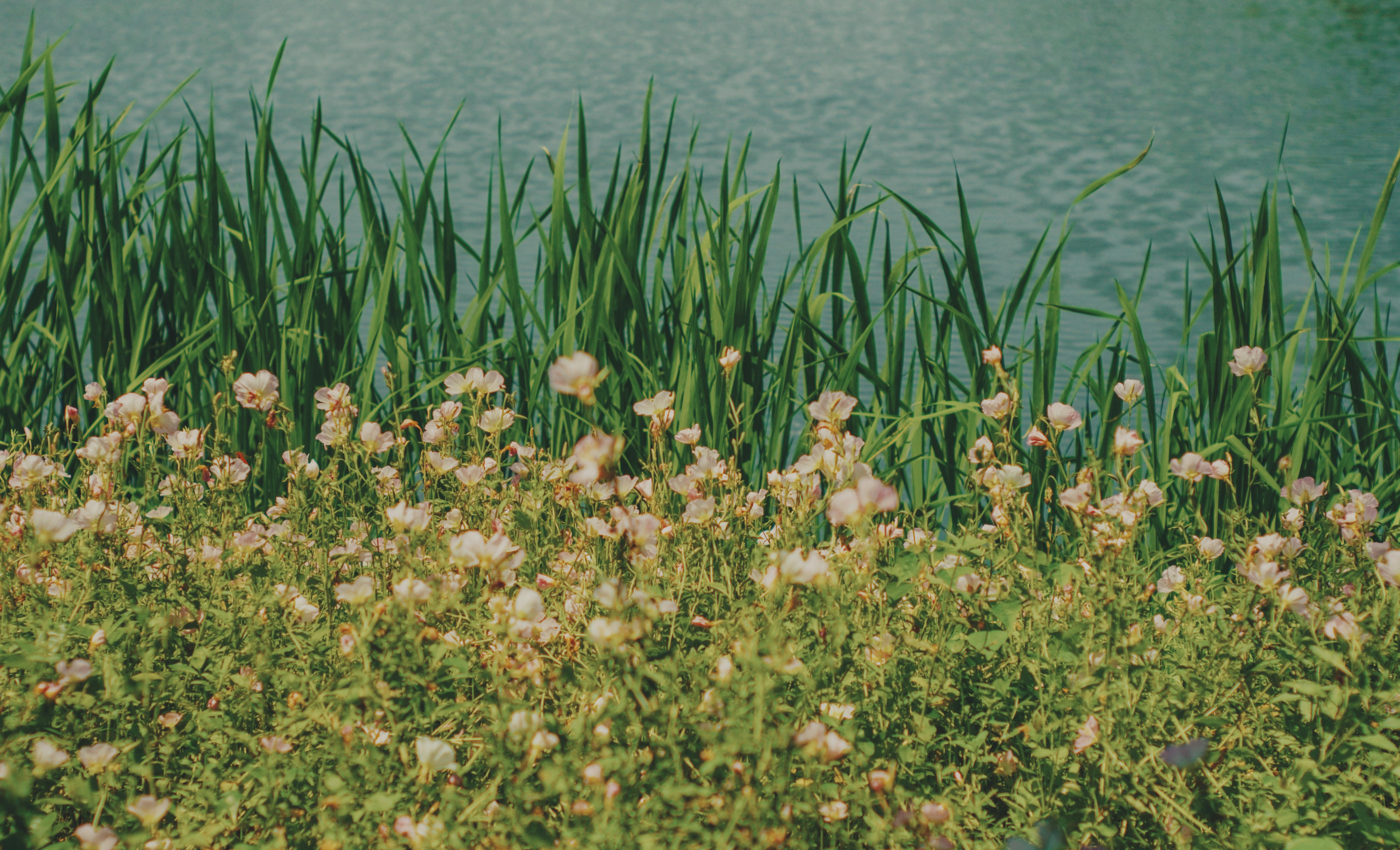 Flowers and Green Rushes near Water · Free Stock Photo